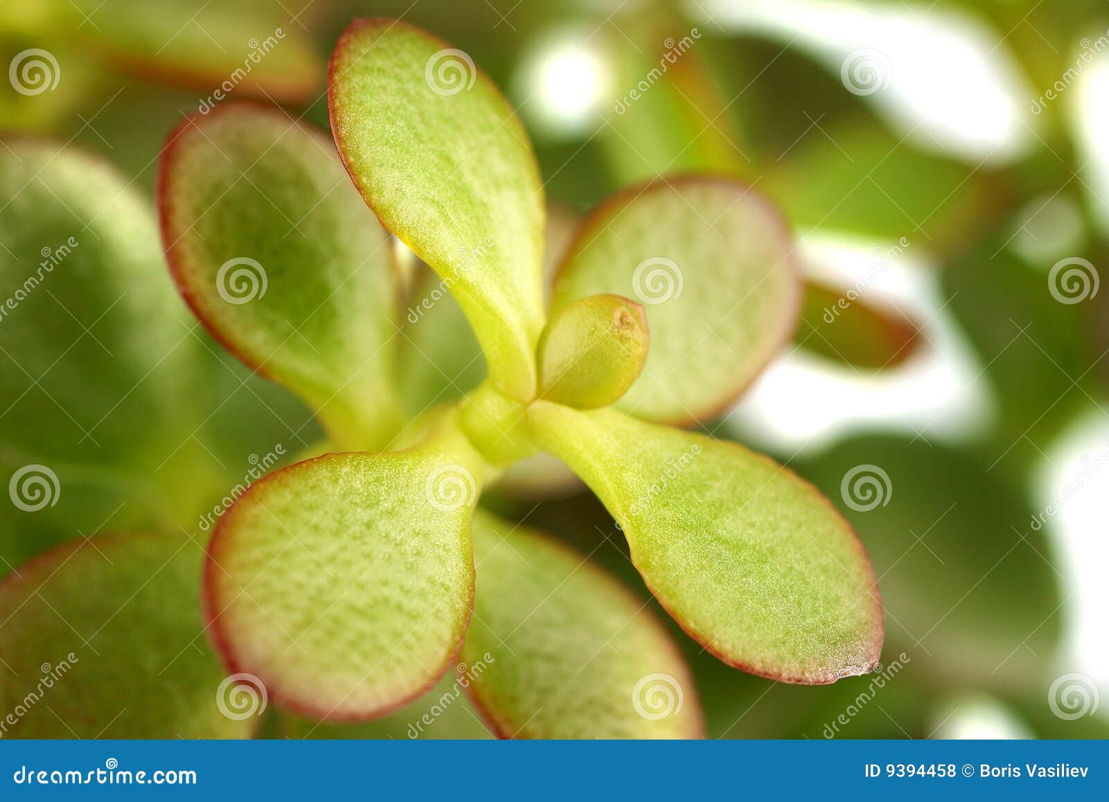 Single Green Succulent Plant Stock Photo - Image of spring, resistant ...
