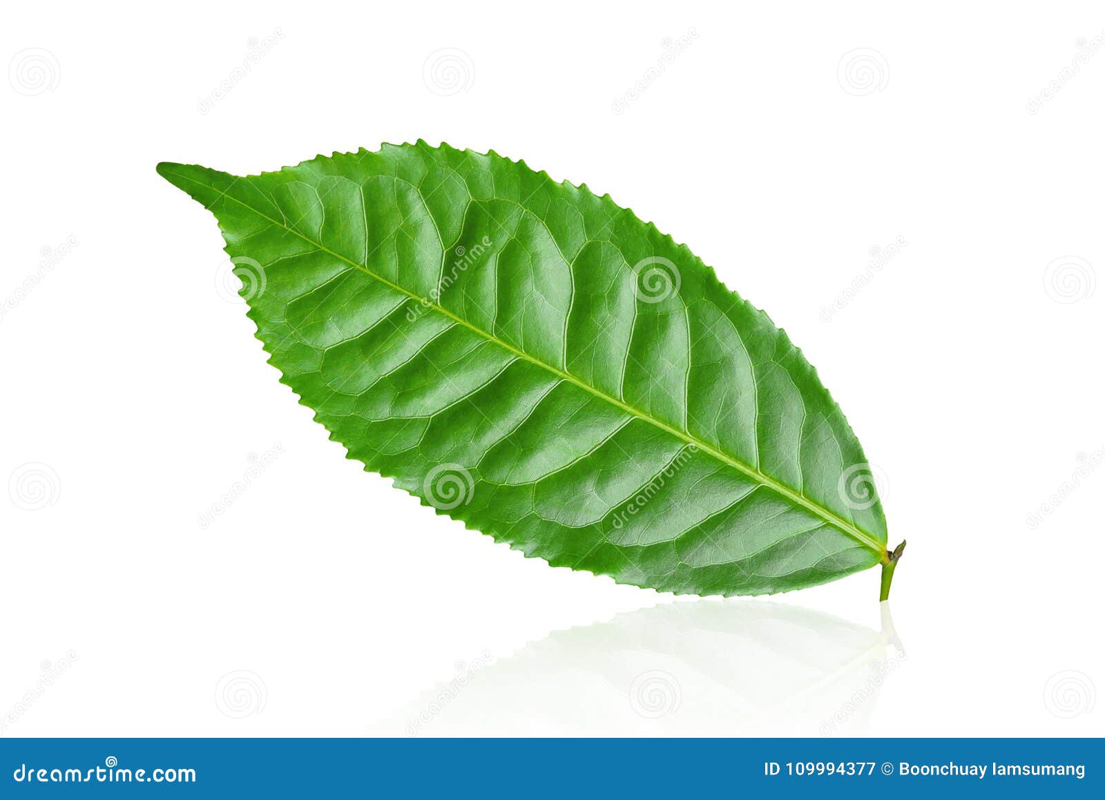 Single Green Tea Leaf Isolated on White Stock Image - Image of healthy ...