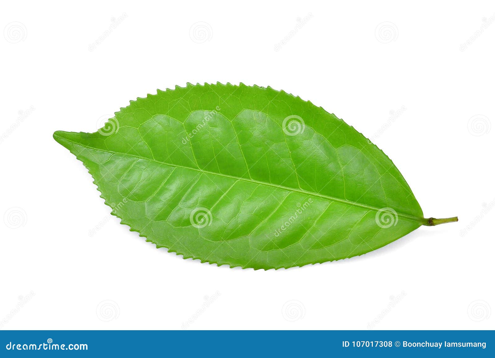 Single Green Tea Leaf Isolated on White Stock Photo - Image of isolated ...