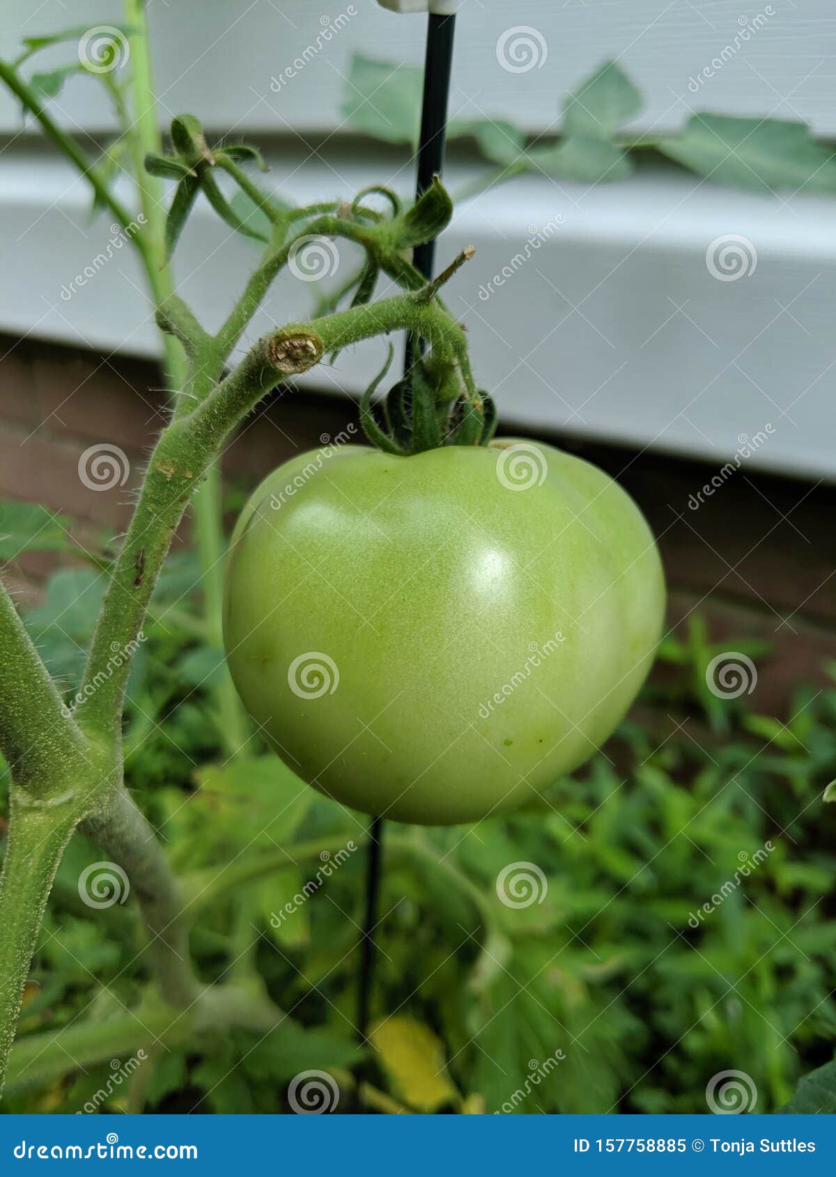 Single Green Tomato stock image. Image of plants, fruit - 157758885
