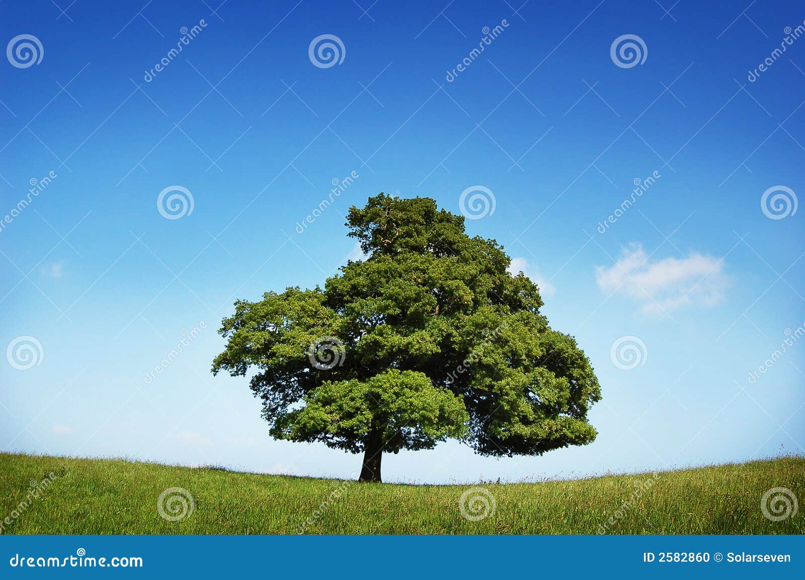 Single Green Tree stock photo. Image of farming, beautiful - 2582860