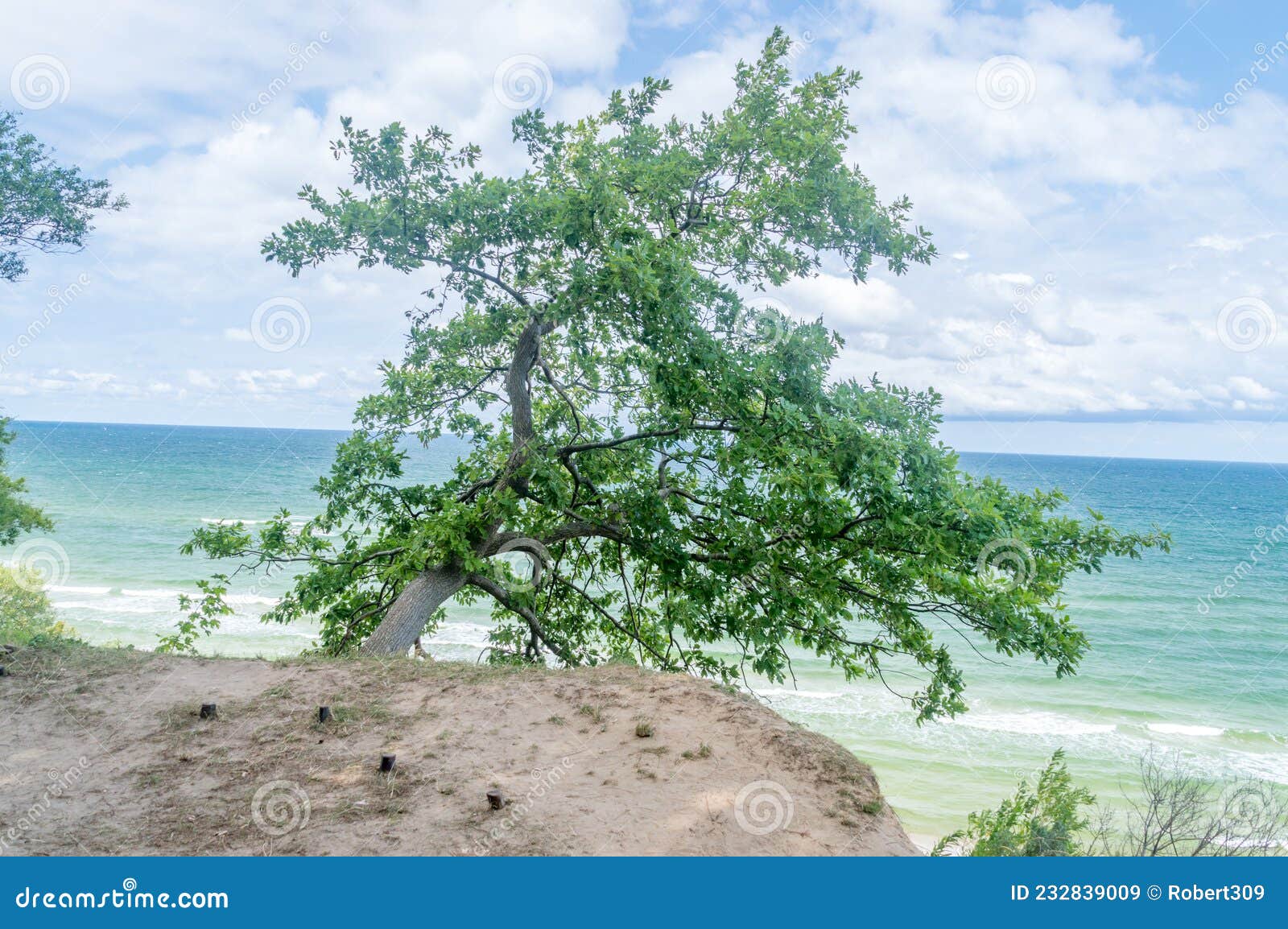 Single Green Tree on Cliff with Baltic Sea in Background Stock Image ...