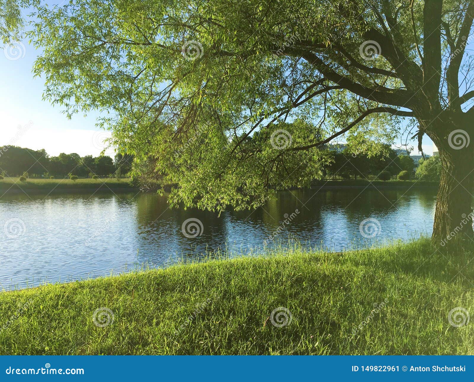 A Single Green Tree on the Coast of River. Park Stock Image - Image of ...