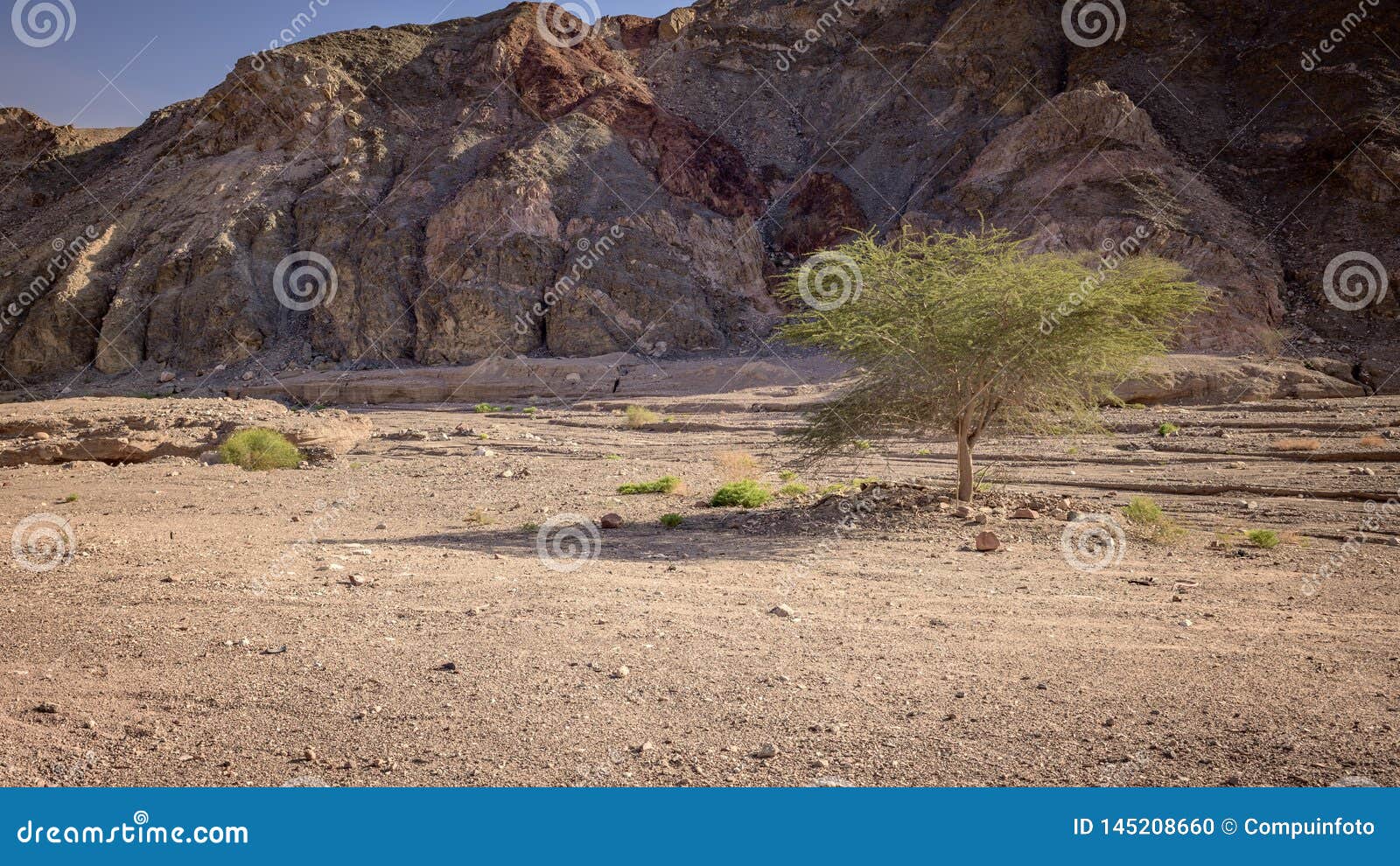 Single Green Tree in the Desert Stock Photo - Image of blue, dune ...