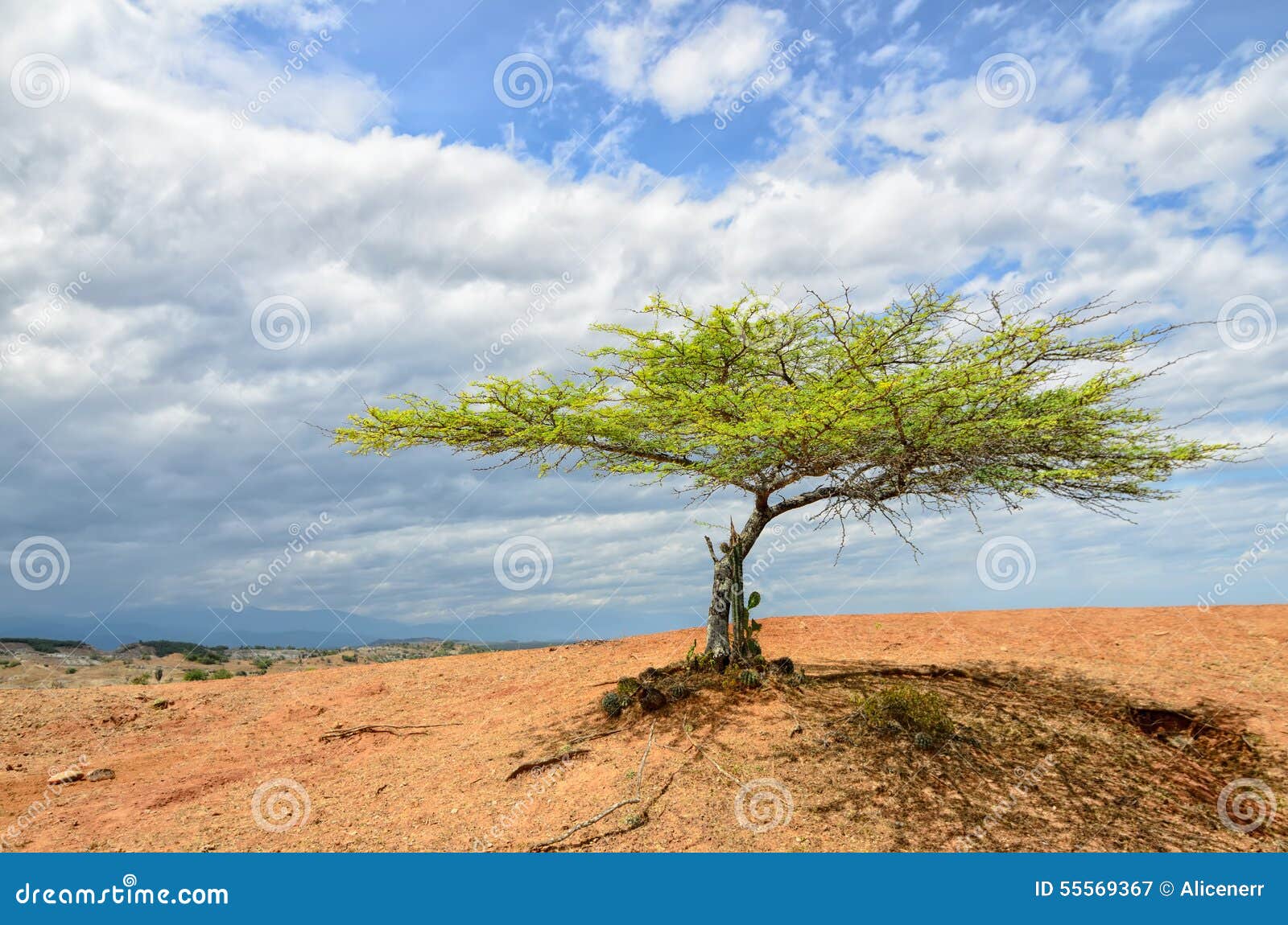 Single Green Tree in Desert Under Bright Cloudy Sky Stock Image - Image ...