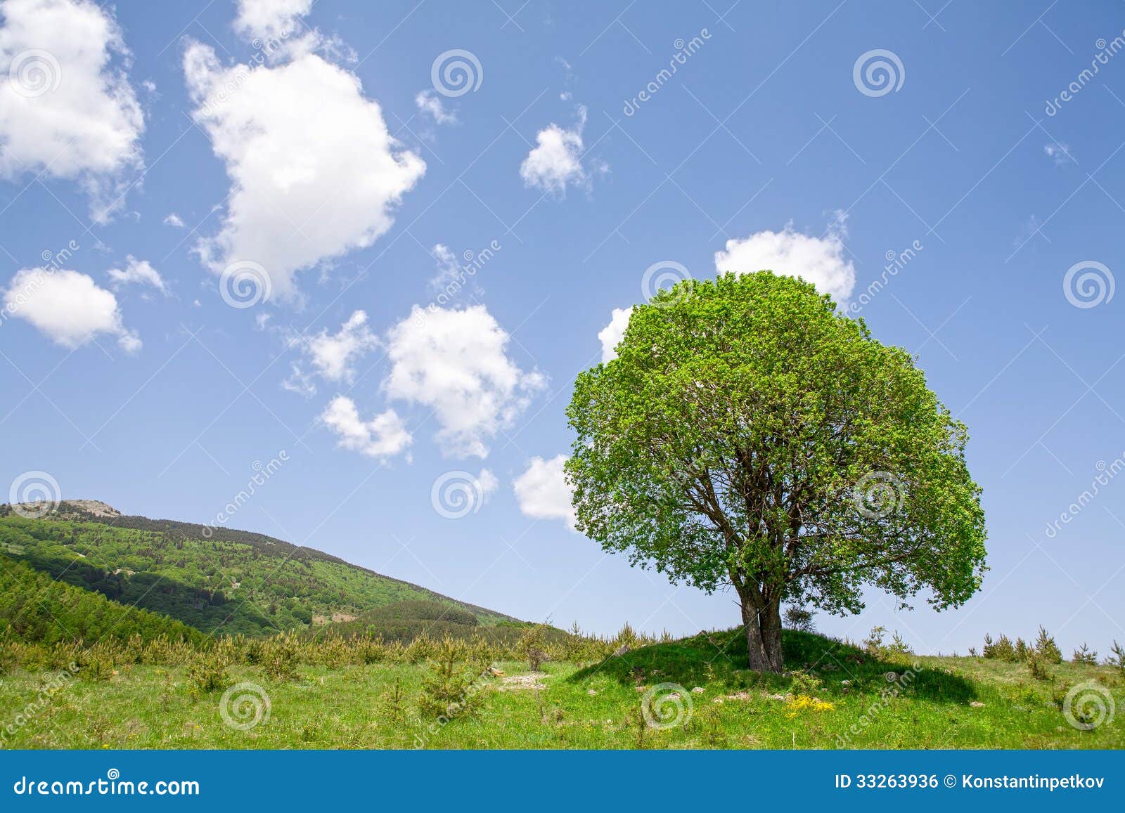 Single Green Tree on a Field Stock Photo - Image of lush, background ...