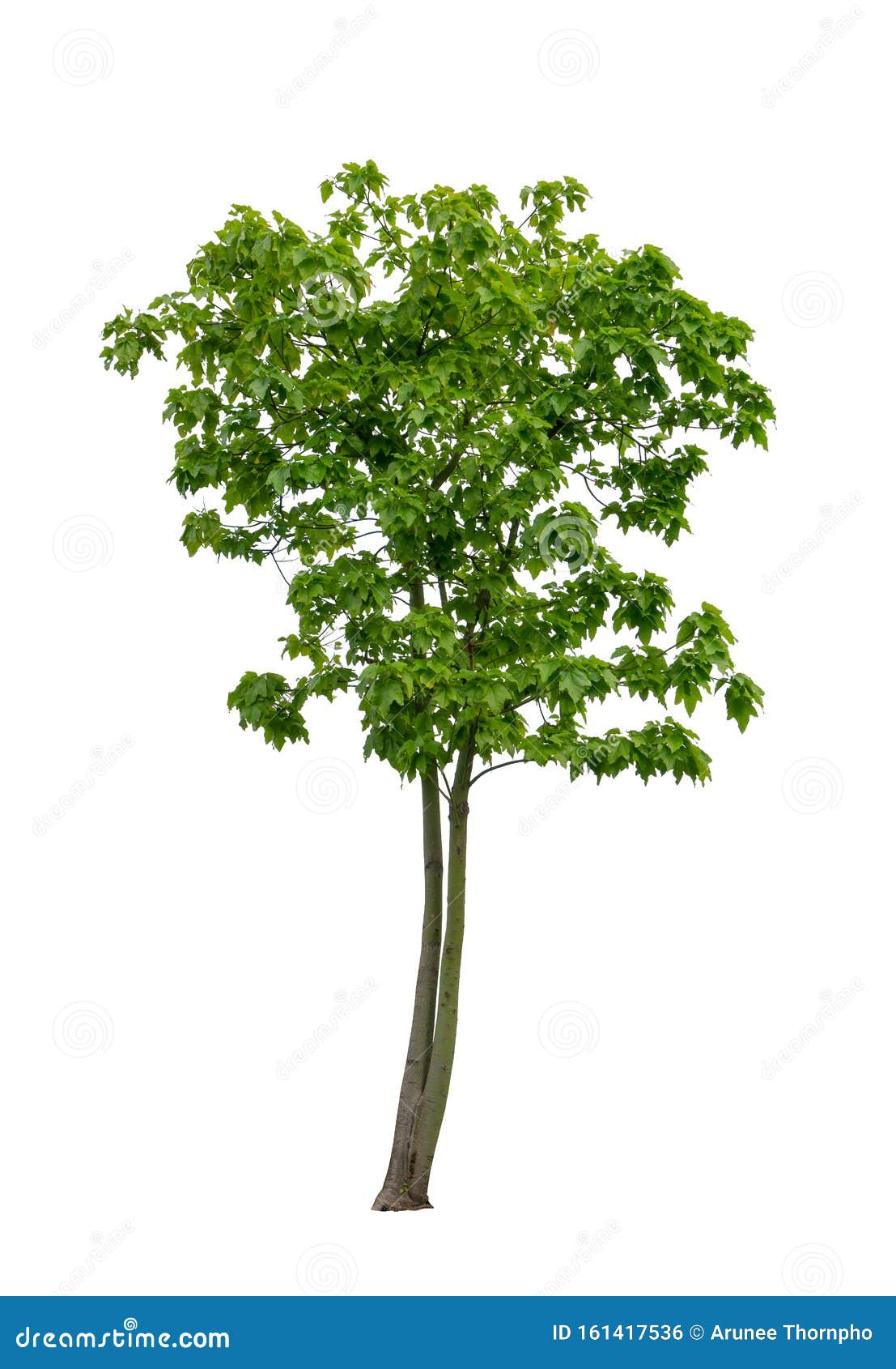 Single Green Tree Isolated, an Evergreen Leaves Plant Di Cut on White ...
