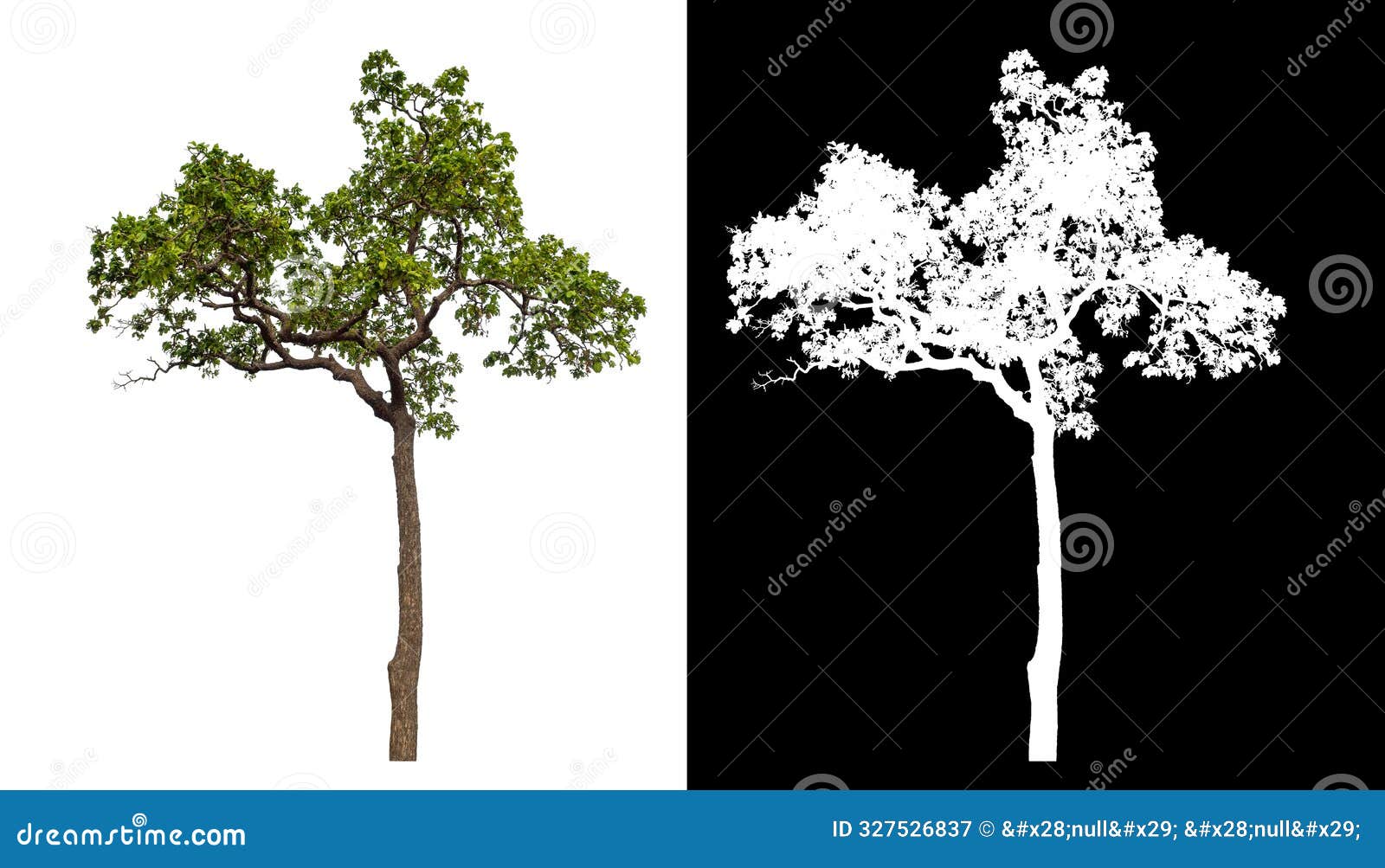 Single Green Tree Isolated on White Background with Clipping Path and ...