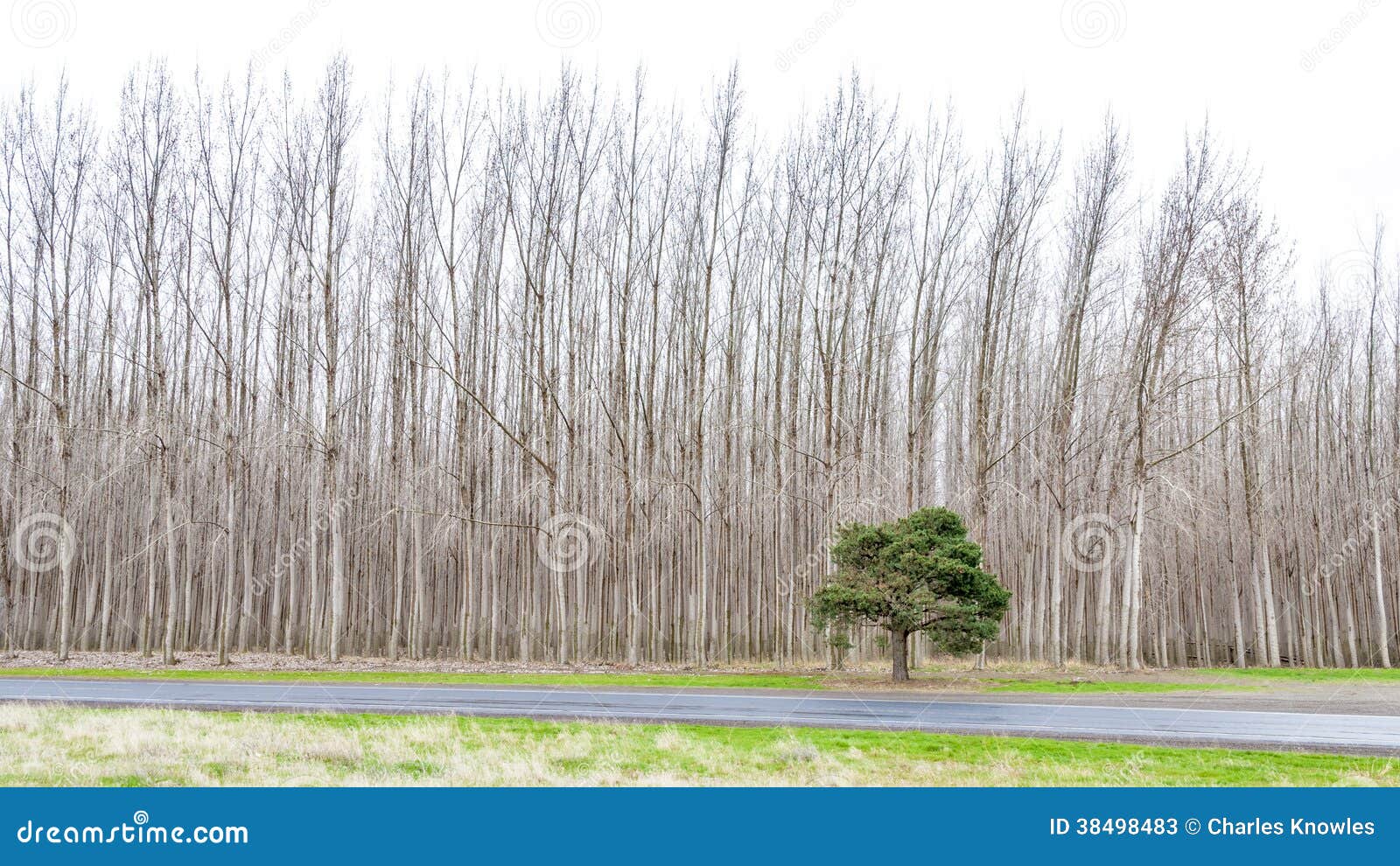 Single Green Tree with Many Planted in Rows Stock Image - Image of wood ...