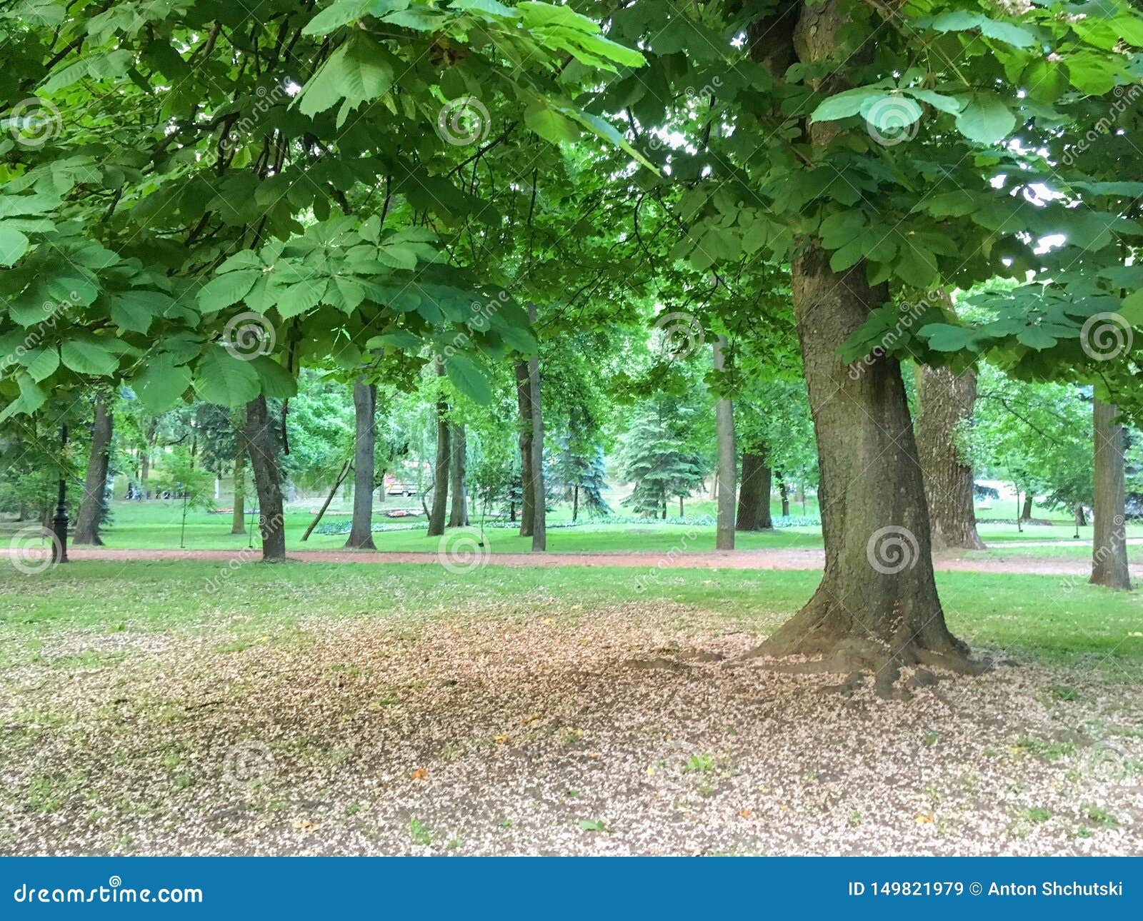 Single Green Tree in Park. Beautiful Landscape Stock Image - Image of ...