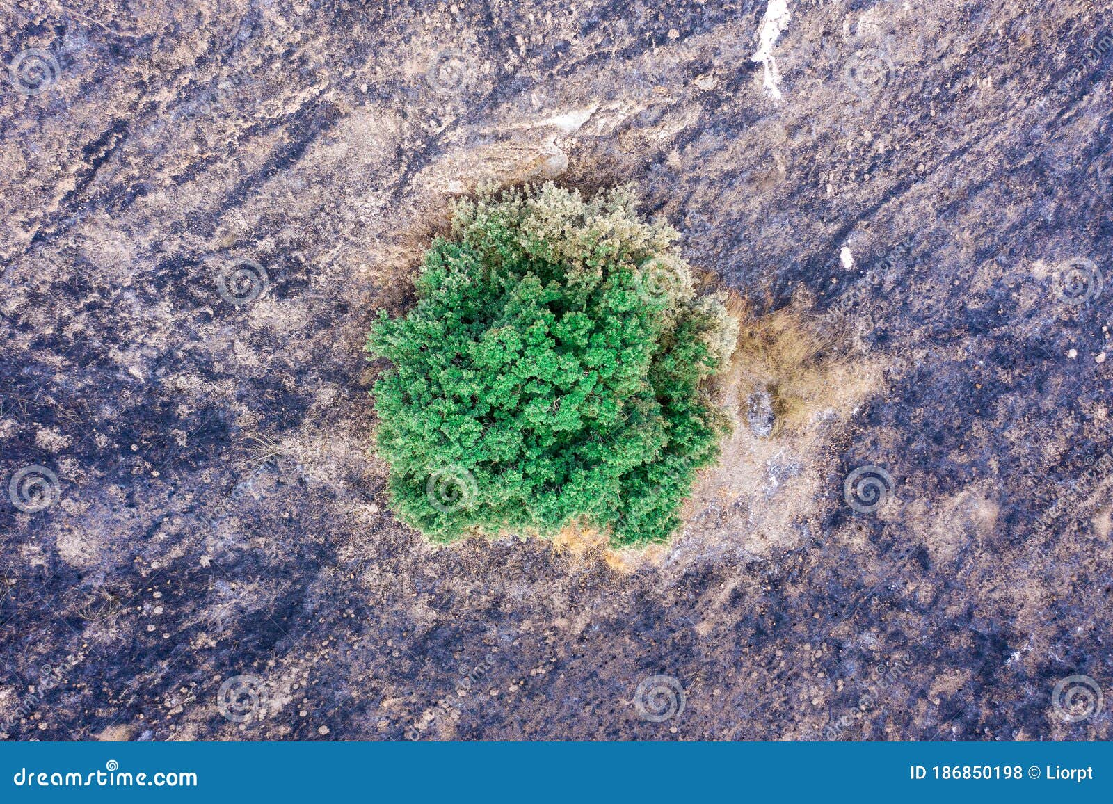 Single Green Tree on a Post Forest Fire Scorched Land, Aerial View ...