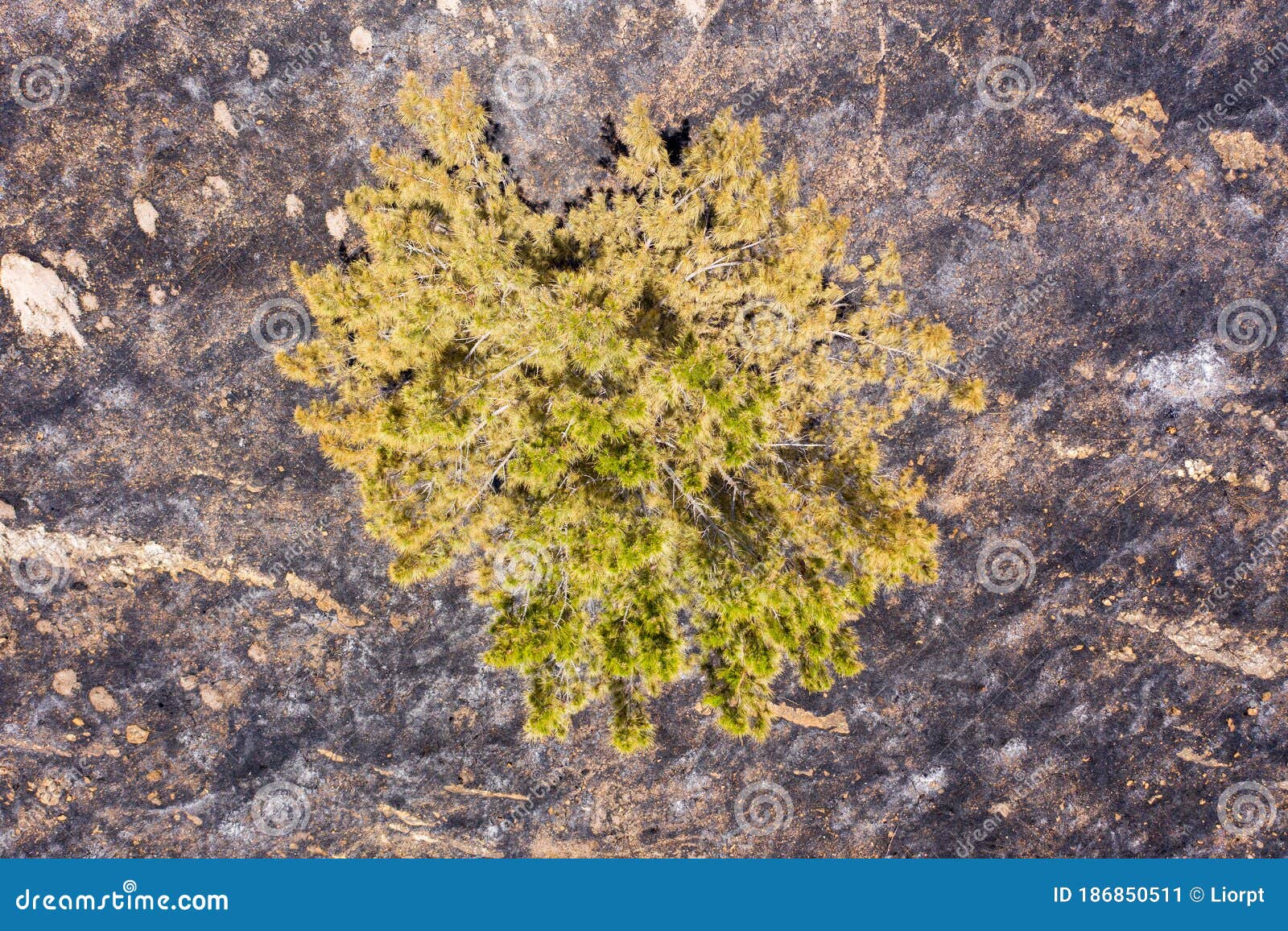 Single Green Tree on a Post Forest Fire Scorched Land, Aerial View ...