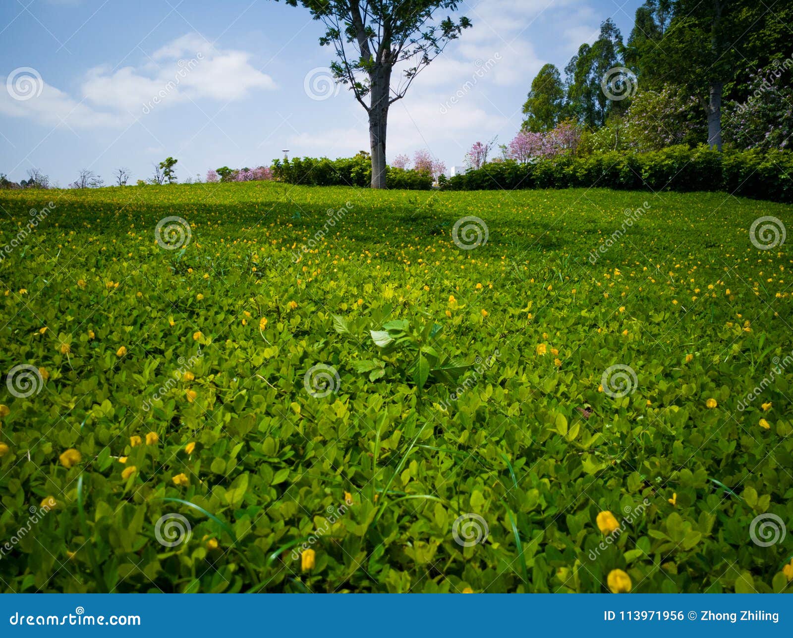 The Lawn with Green Tree in Spring Stock Photo - Image of green ...