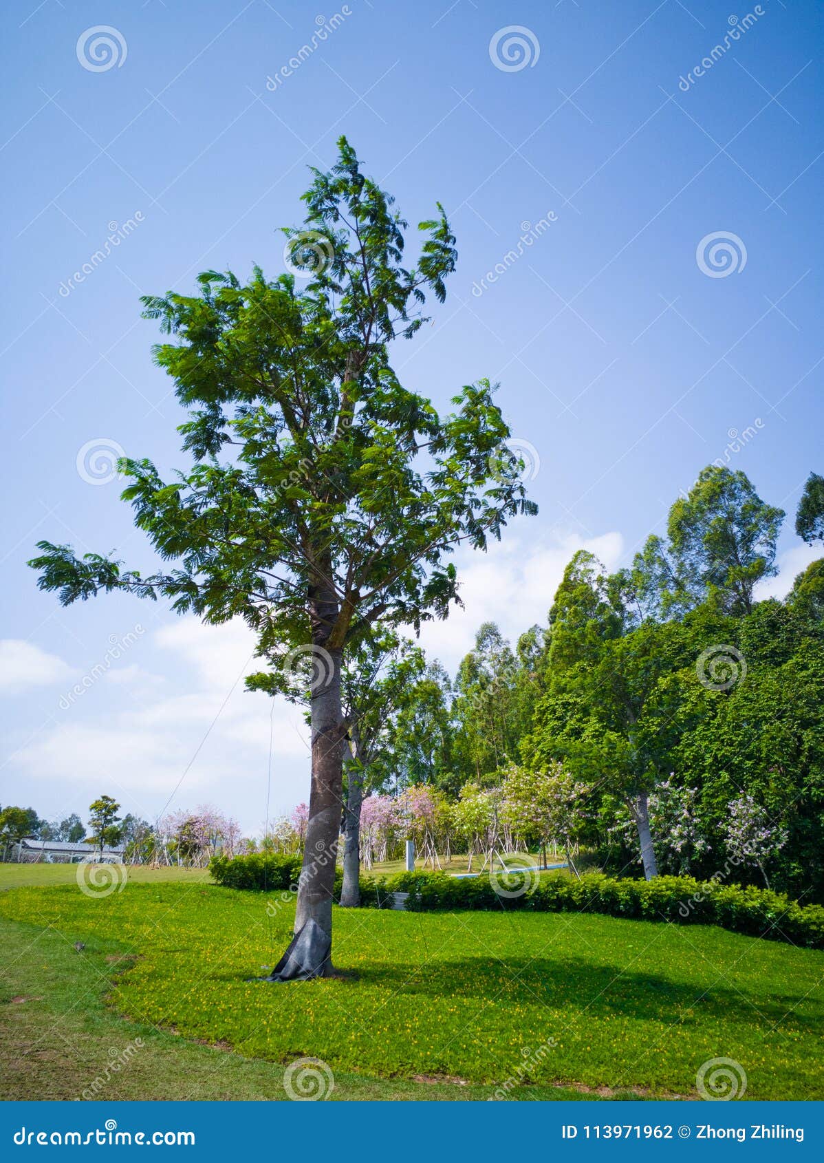 Green tree in spring stock photo. Image of vegetable - 113971962