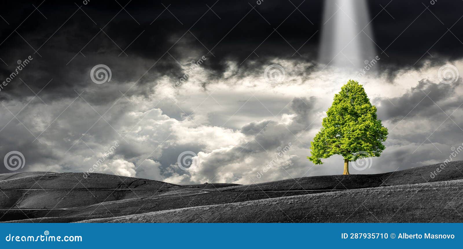 Single Green Tree on Top of a Black and White Landscape Stock Photo ...