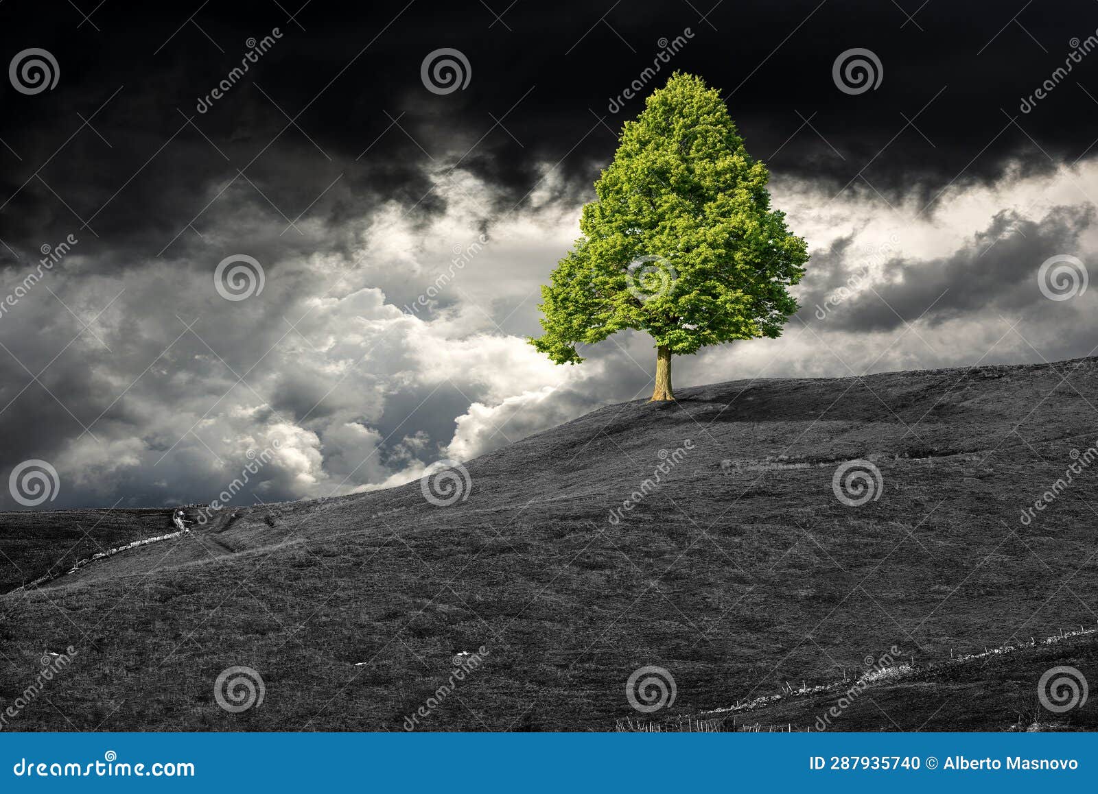 Single Green Tree on Top of a Black and White Landscape Stock Photo ...