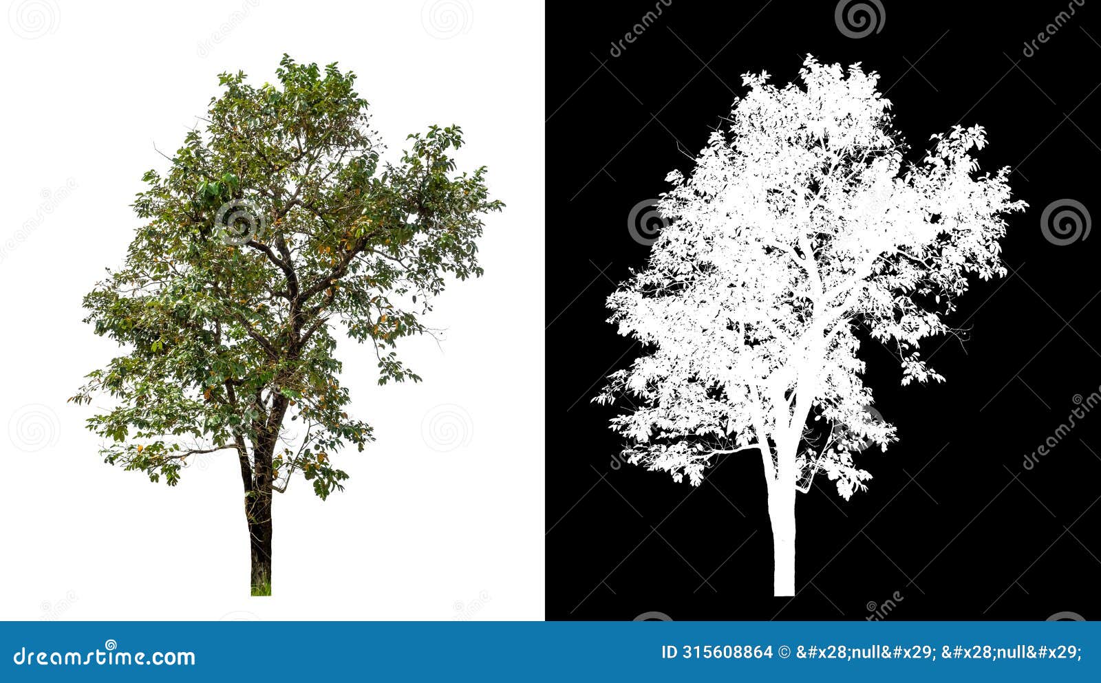 Single Green Tree on White Background with Clipping Path and Alpha ...
