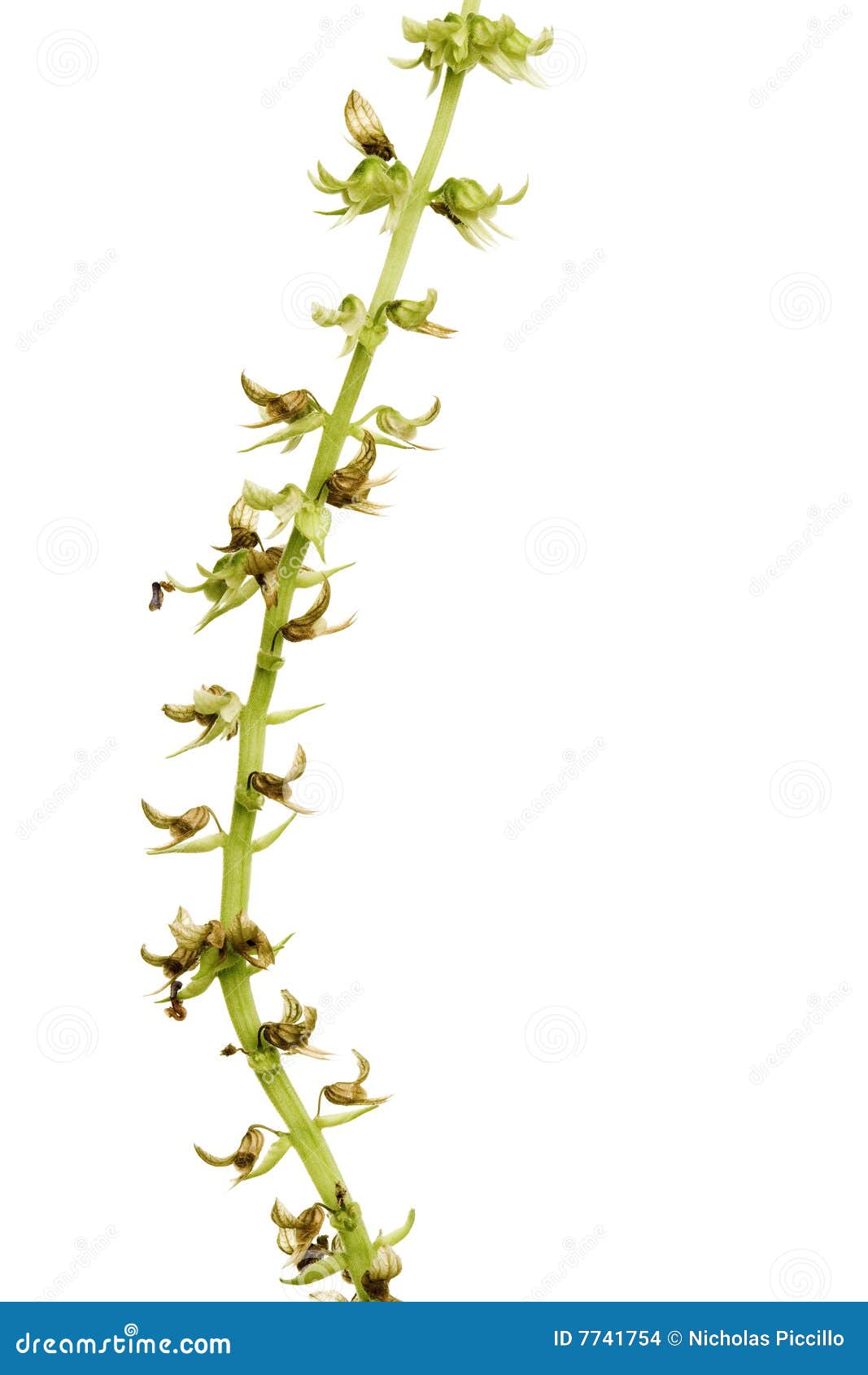 Single Green Vine stock photo. Image of border, growing - 7741754