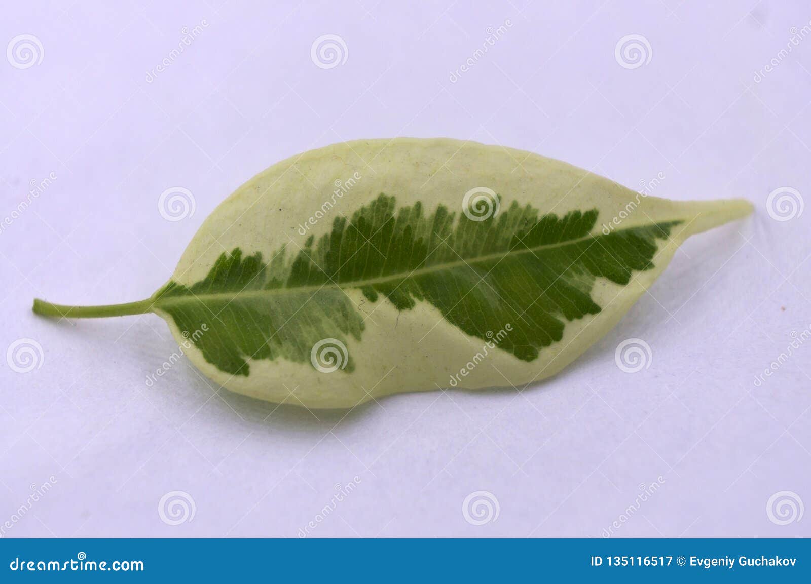 Green fallen leaf stock image. Image of leaf, bulrush - 135116517