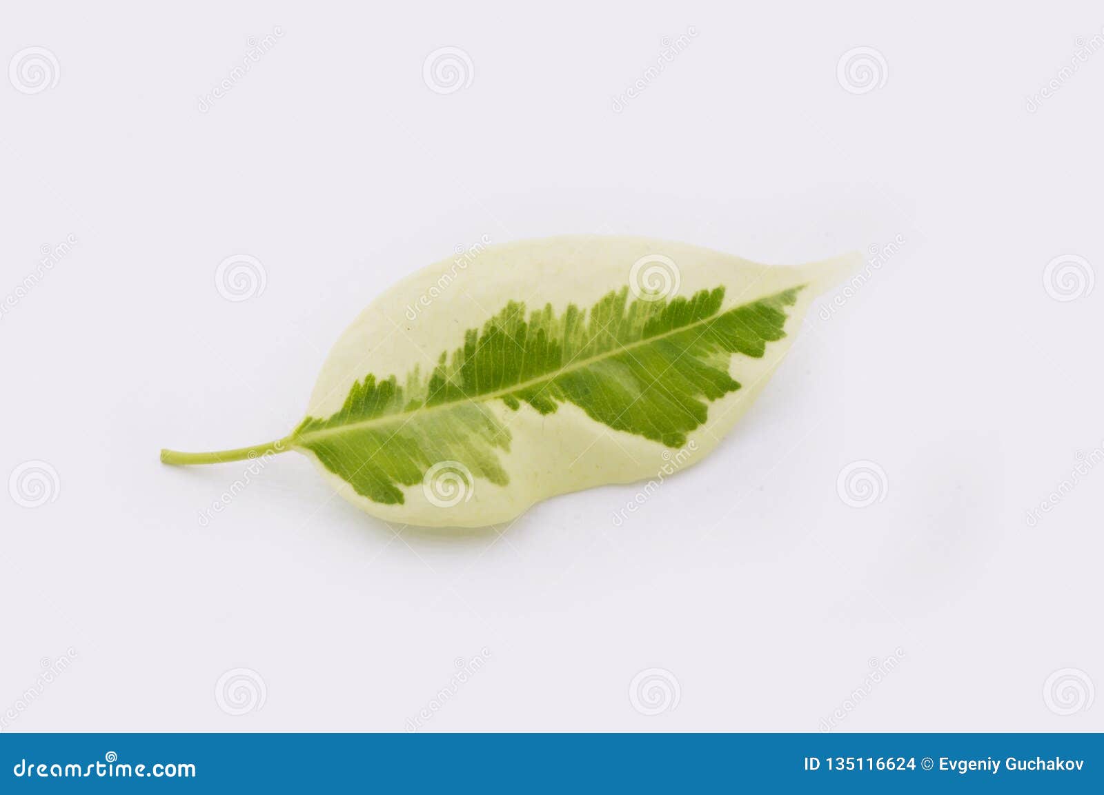 Green fallen leaf stock photo. Image of overcast, leave - 135116624