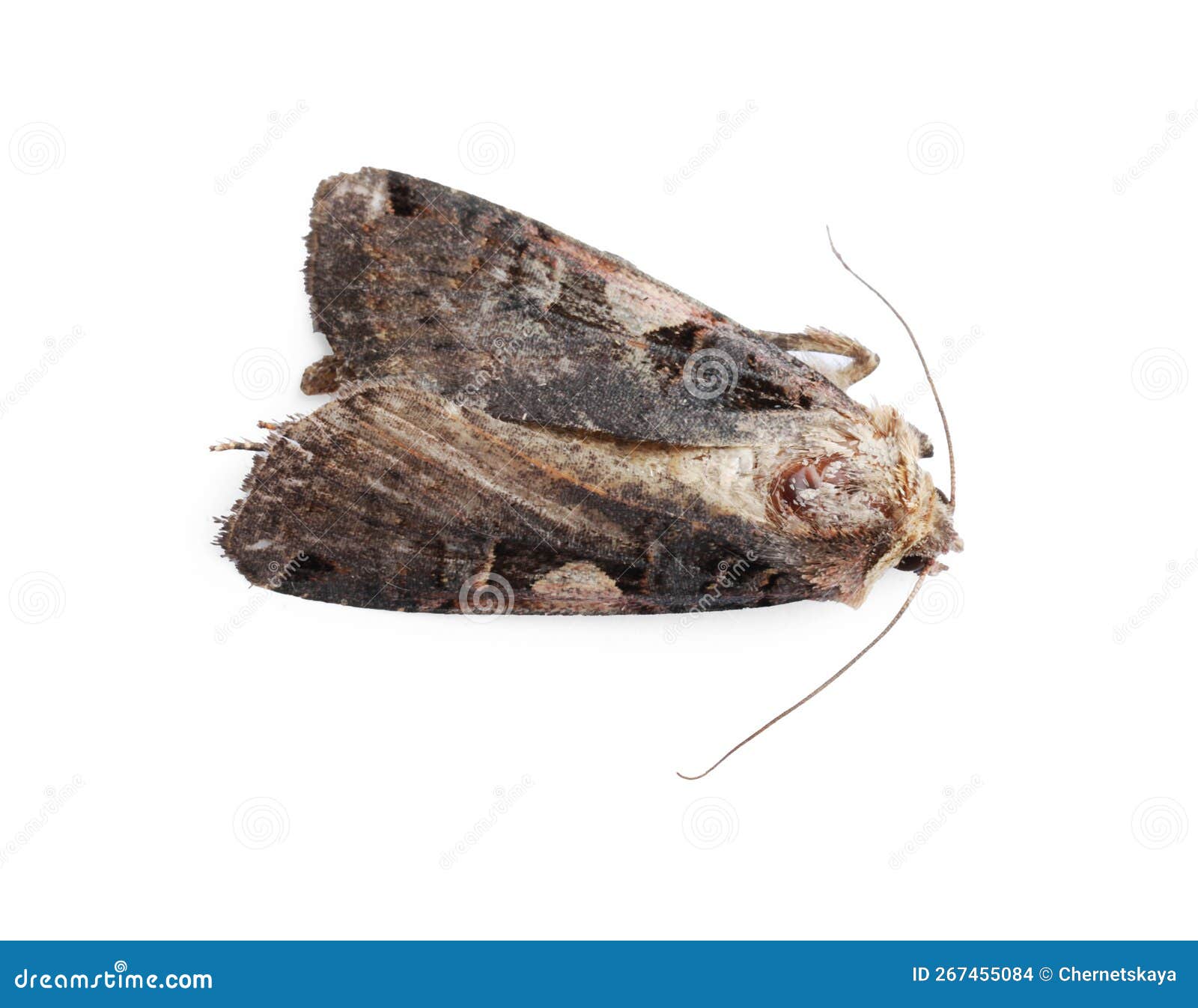 Single Grey Cabbage Moth Isolated on White Stock Photo - Image of ...
