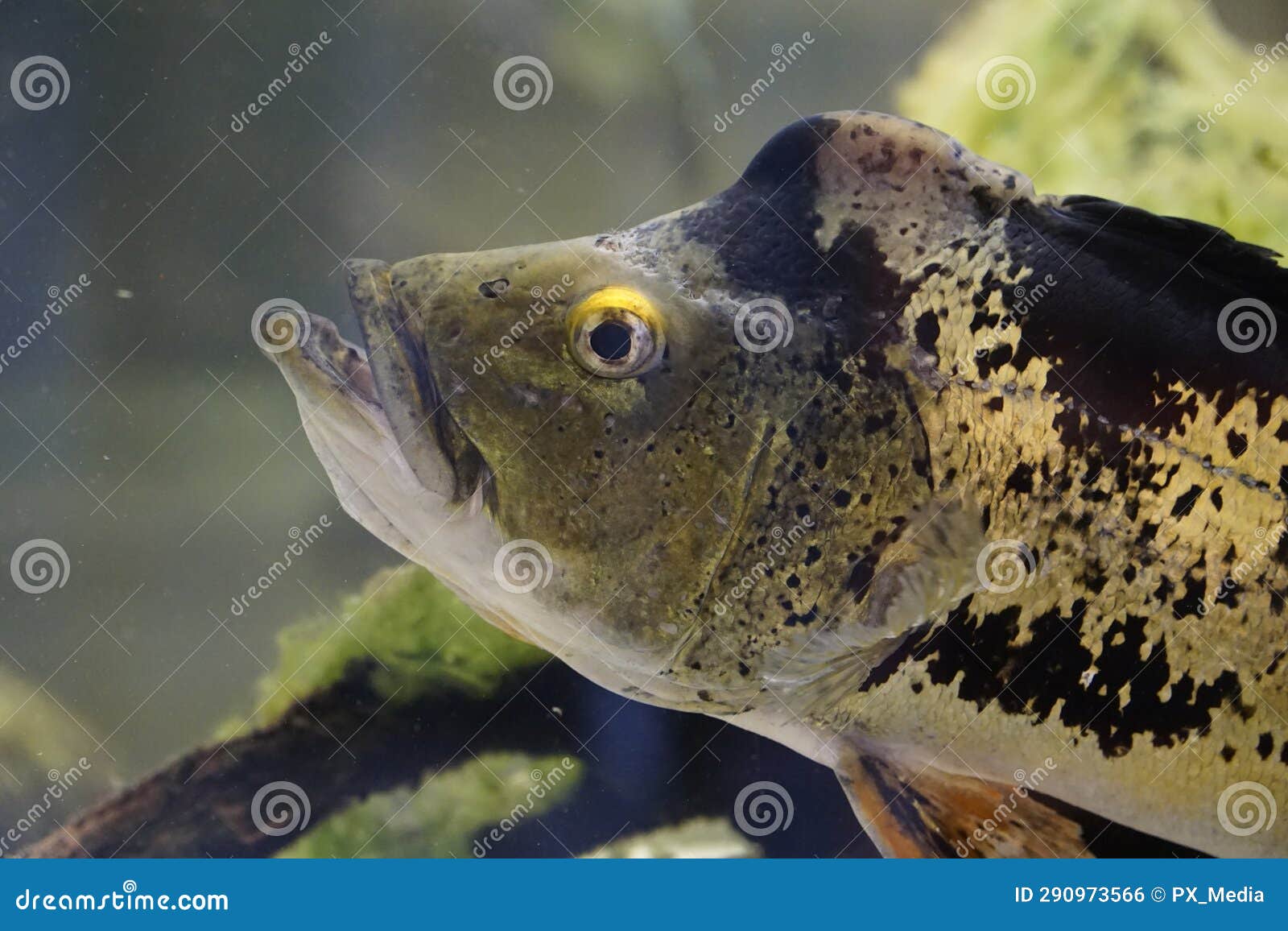 Single Grey Fish with Yellow Eyes Swimming Stock Photo - Image of view ...