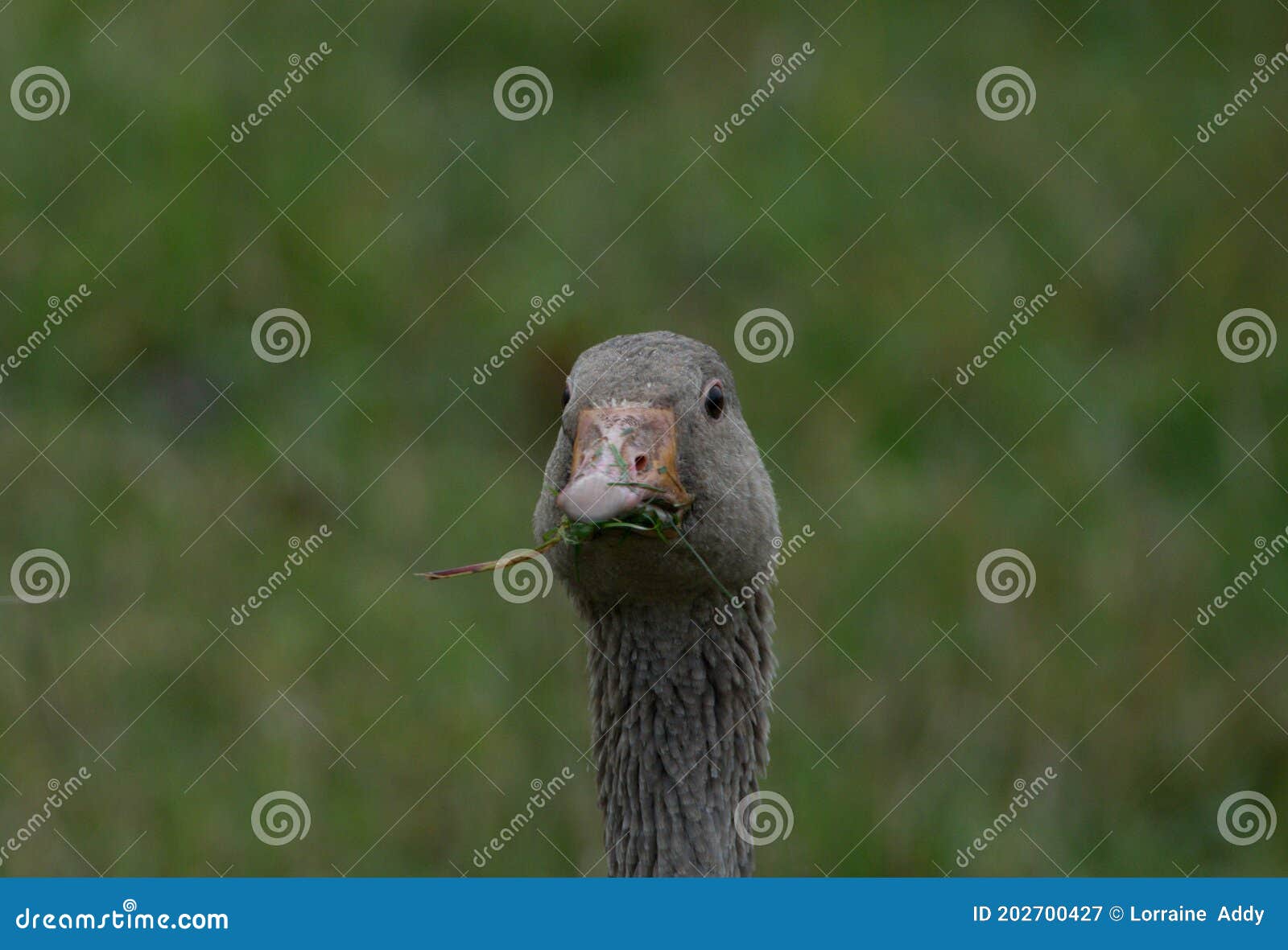 A Single Greylag Goose Facing the Camera Stock Image - Image of answer ...