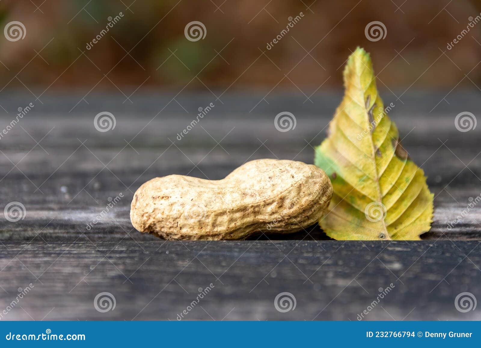 Single Groundnut in Its Shell with a Yellow Autumn Leaf Stock Photo ...