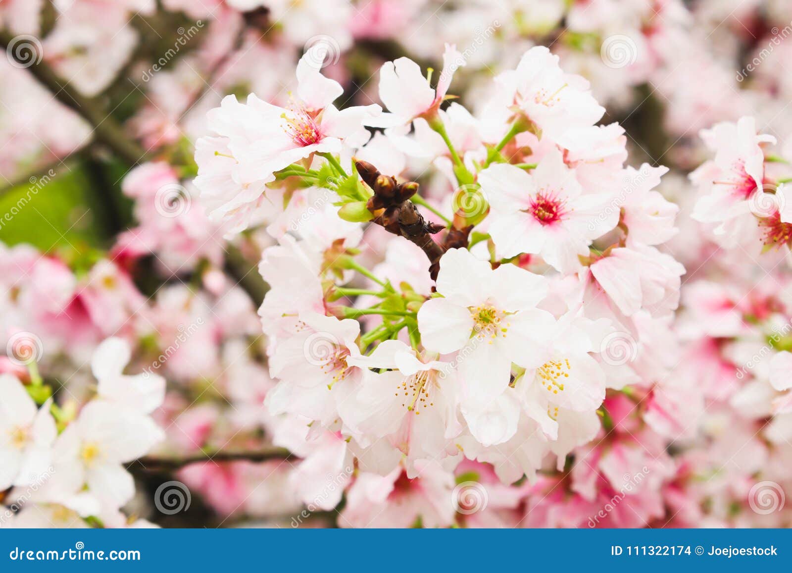 Single Group Blossom Pink Sakura in the Garden Stock Photo - Image of ...