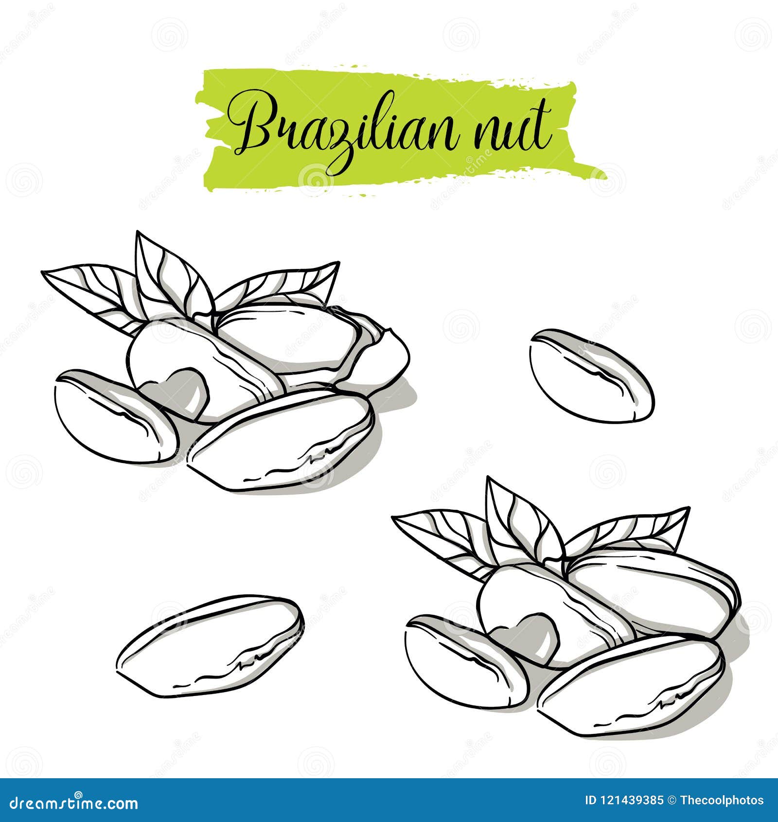 Hand Drawn Sketch Style Brazilian Nut Set. Stock Vector - Illustration ...