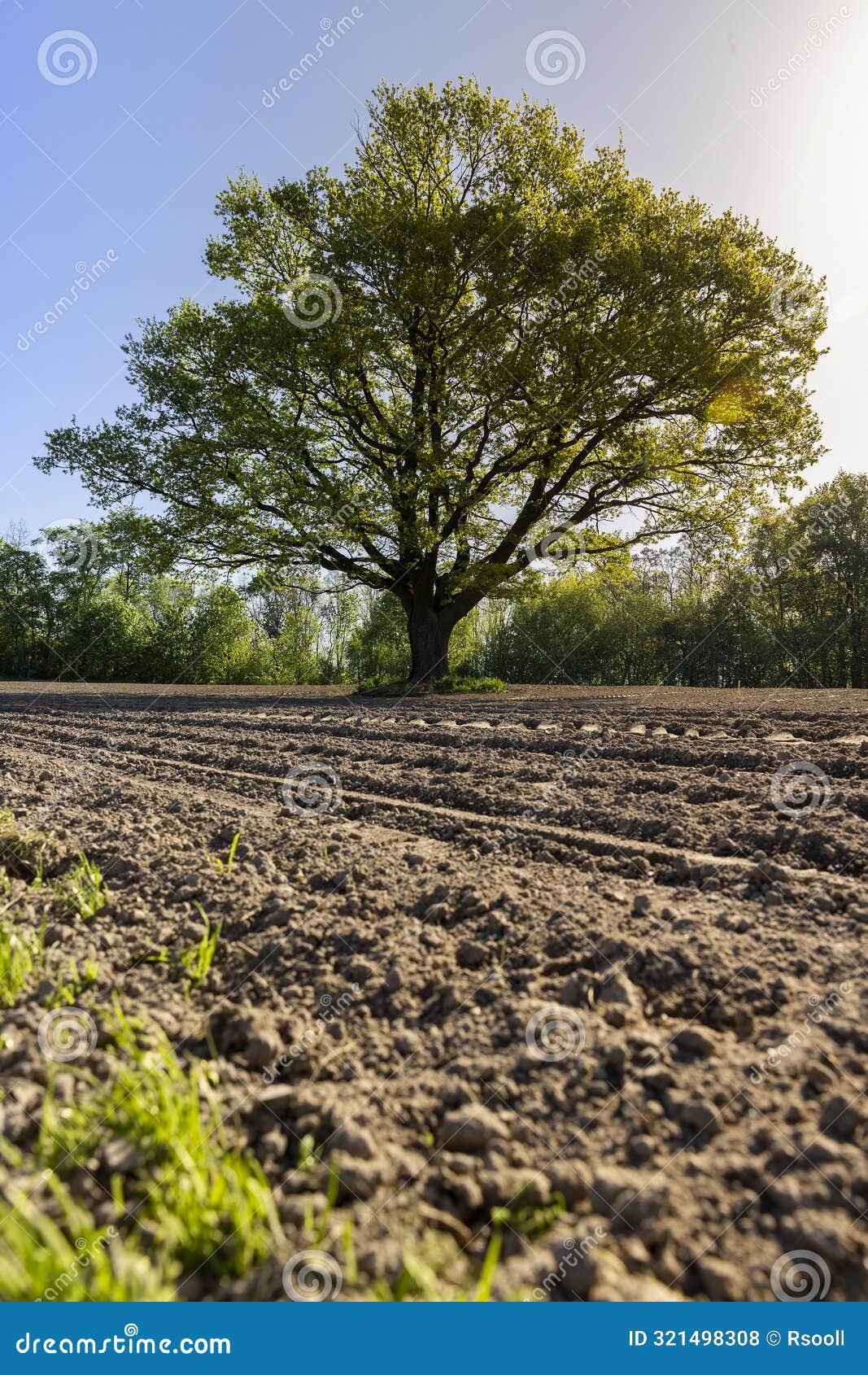 A Single Growing Oak Tree in an Agricultural Field Stock Photo - Image ...