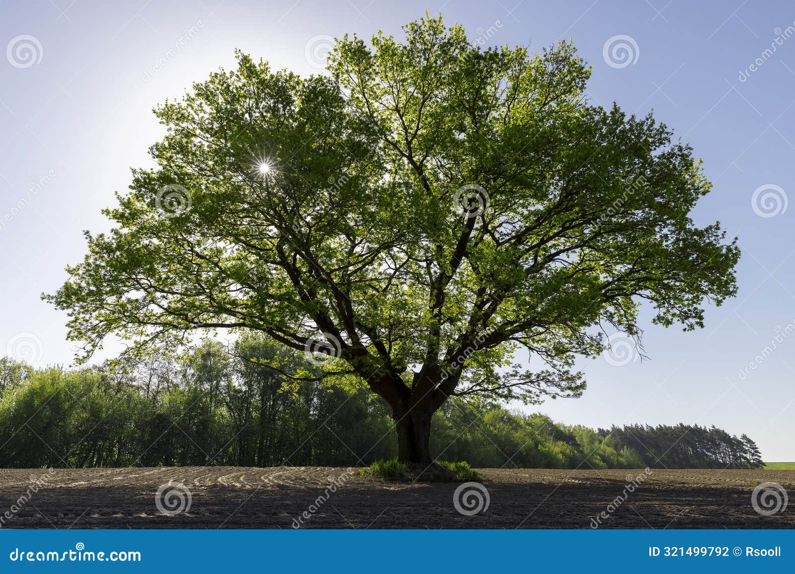 A Single Growing Oak Tree in an Agricultural Field Stock Photo - Image ...