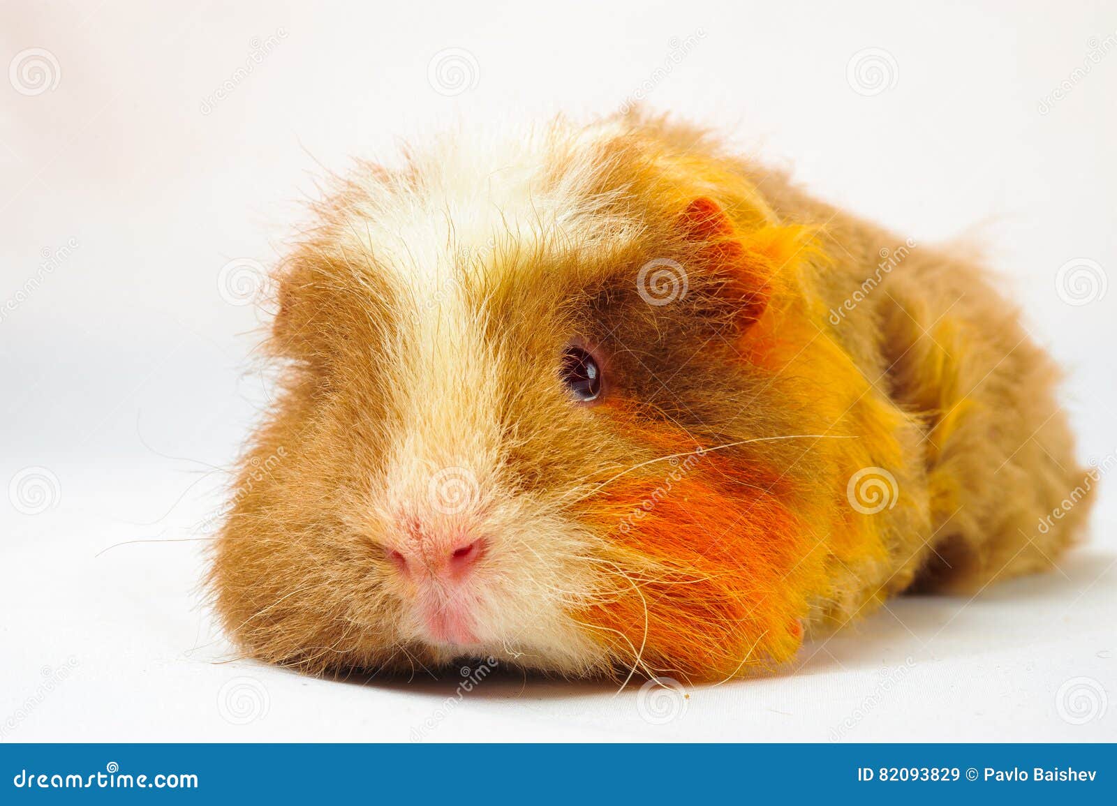 Single Guinea Pig Merino on White Background Stock Image - Image of ...