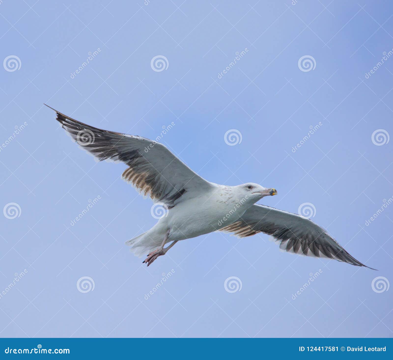Single Gull Bird in Flight in the Blue Sky Stock Image - Image of ...