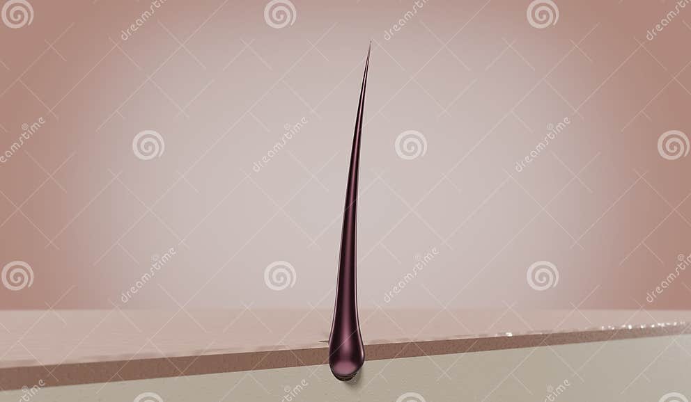 Single Hair Follicle 3d Illustration Stock Illustration