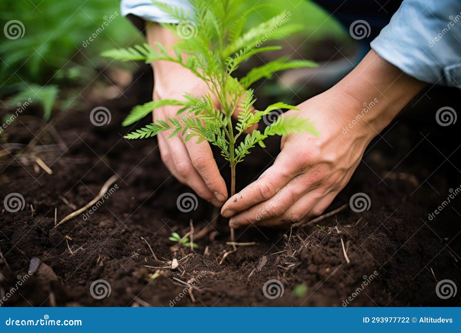 A Single Hand Planting a Tree Sapling Stock Illustration - Illustration ...