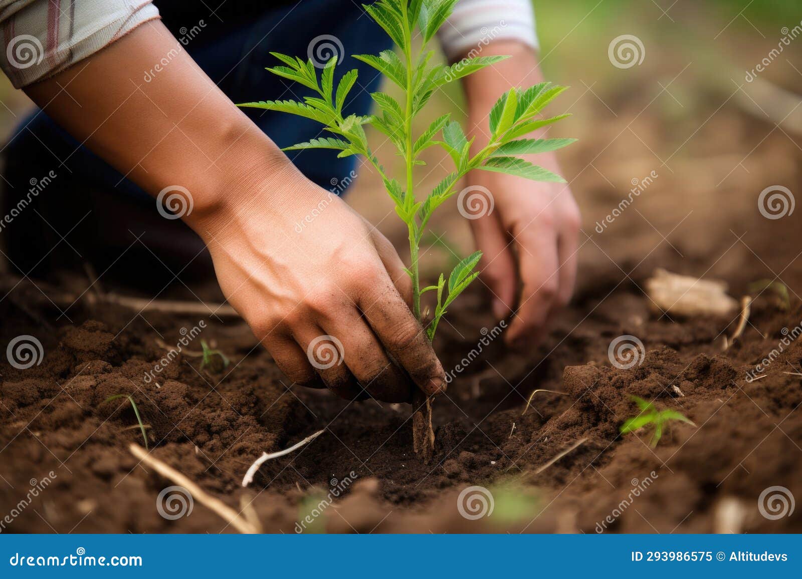 A Single Hand Planting a Tree Sapling Stock Image - Image of green ...