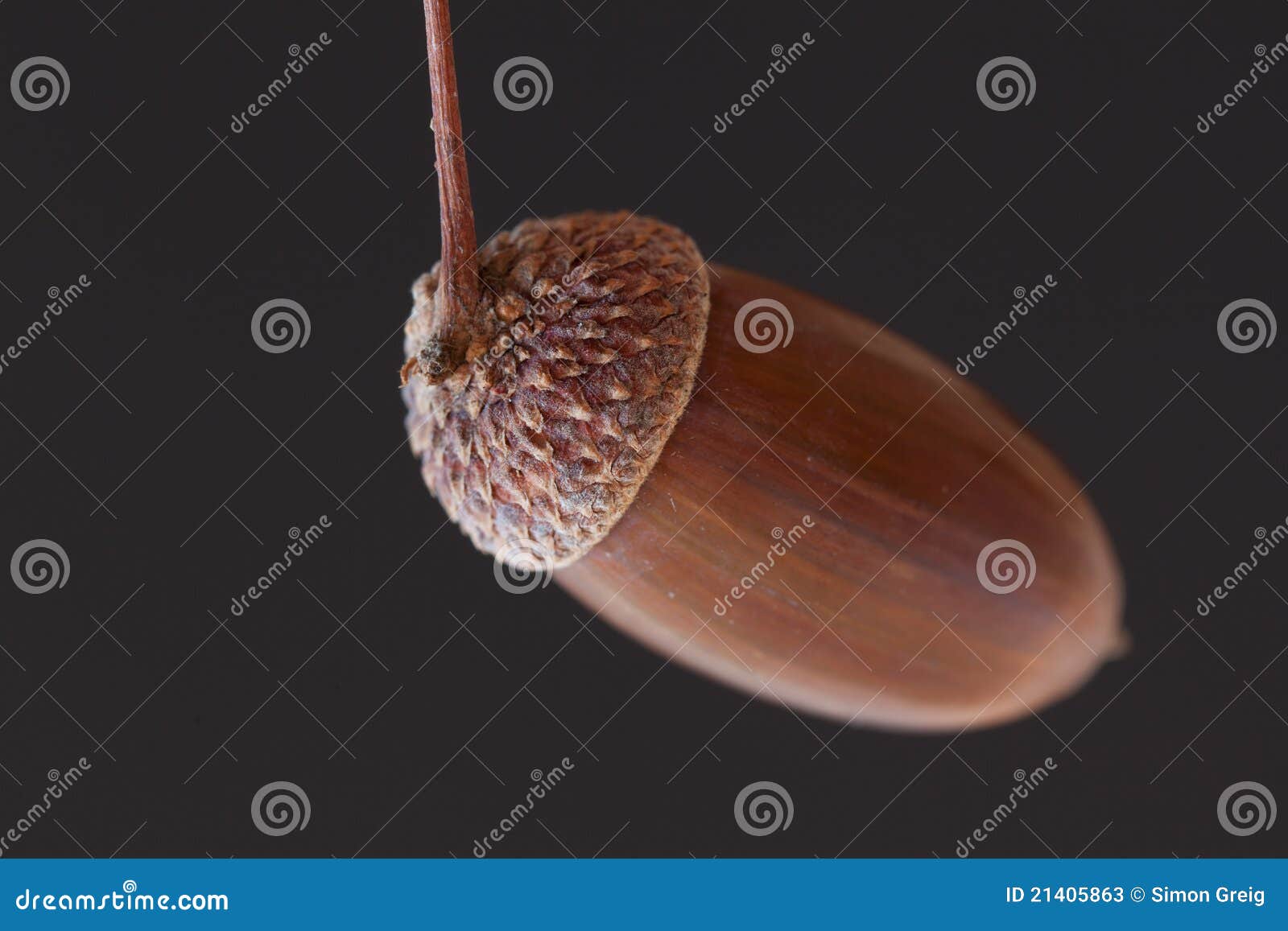 Single Hanging Acorn stock image. Image of plant, background - 21405863