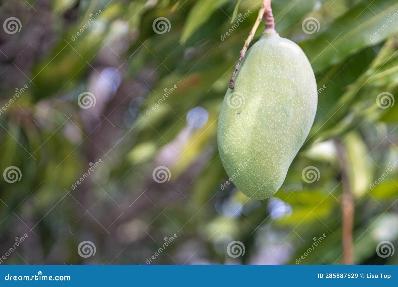 Single hanging mango stock image. Image of grown, tropics - 285887529