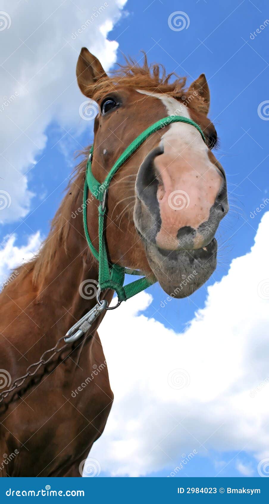 Single happy horse stock image. Image of ranch, nature - 2984023