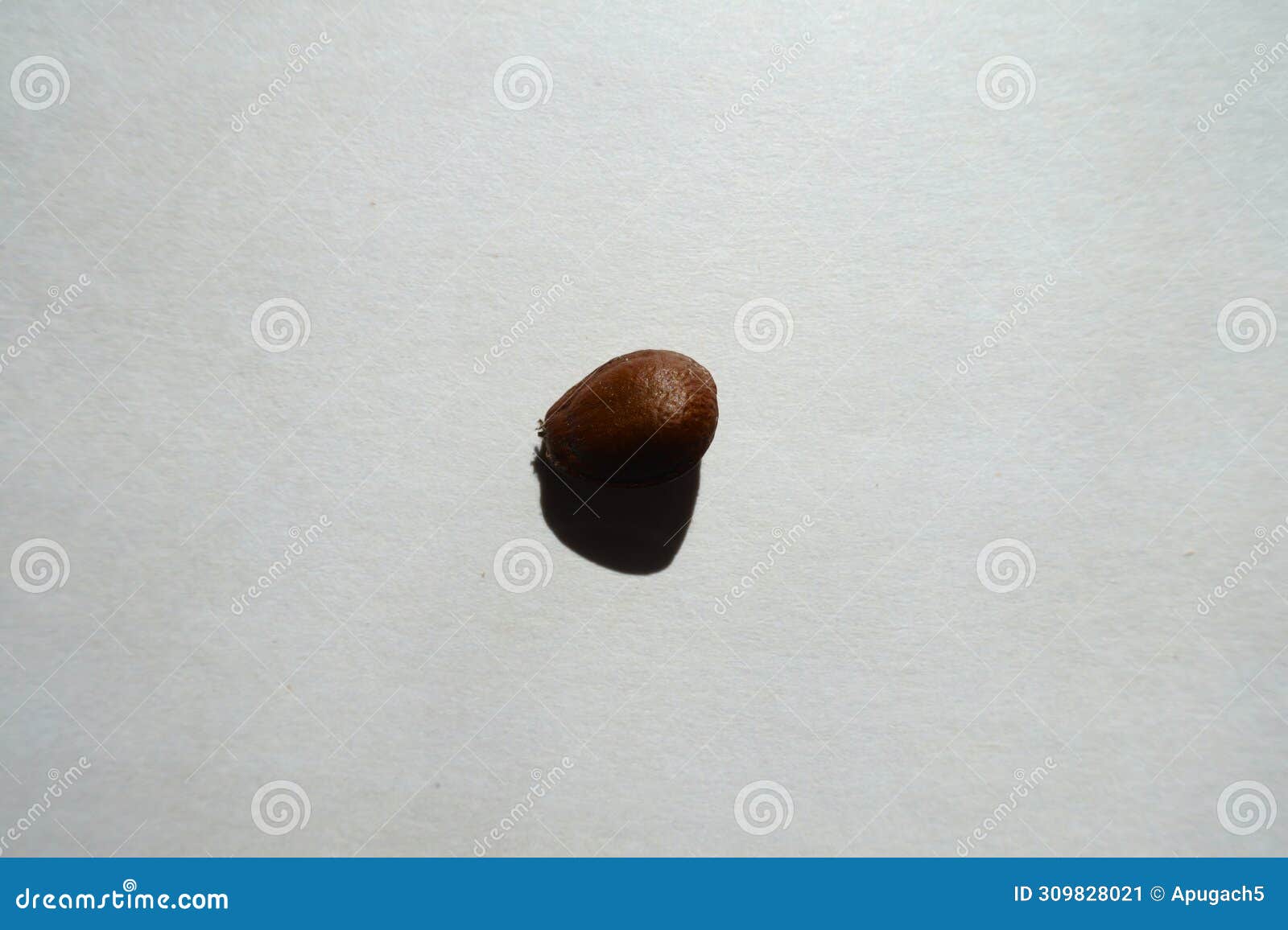 Single Dark Brown Bean-like Glossy Seed of Cherimoya from Above Stock ...