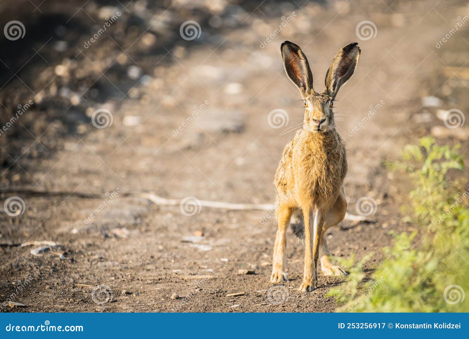 Single Hare in Summer Nature. Stock Image - Image of fluffy, animal ...