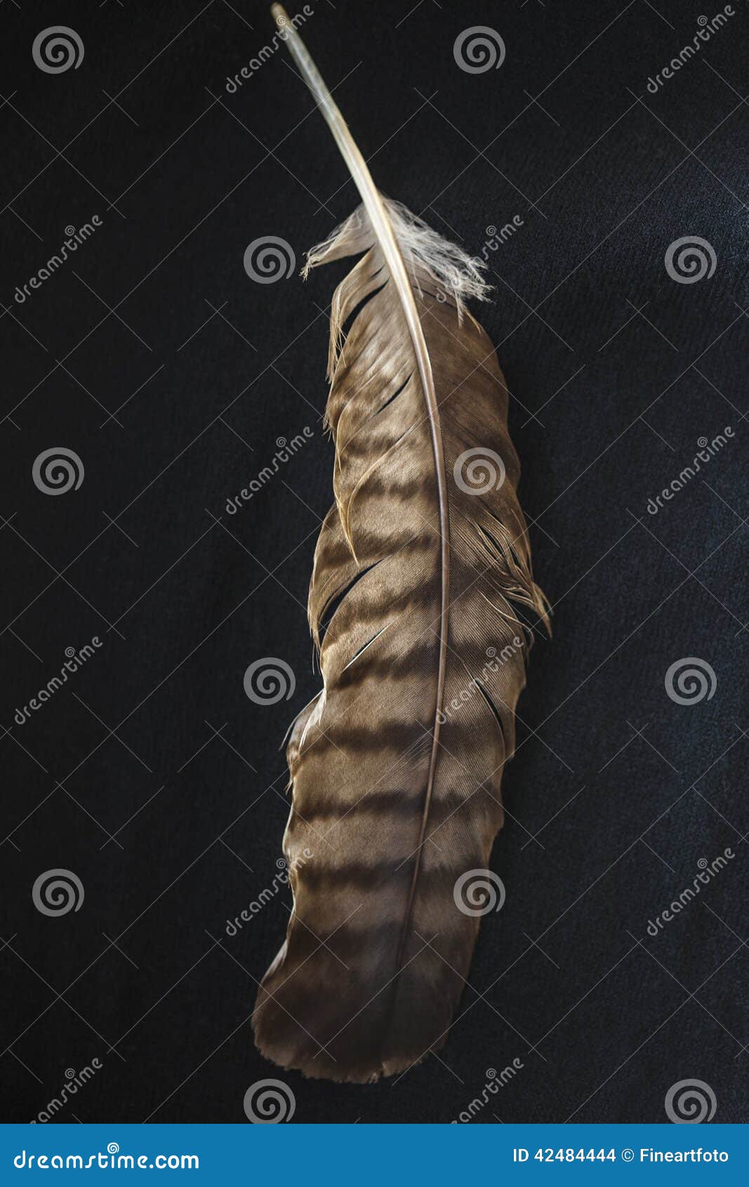 A Single Hawk Feather stock photo. Image of quill, nature - 42484444