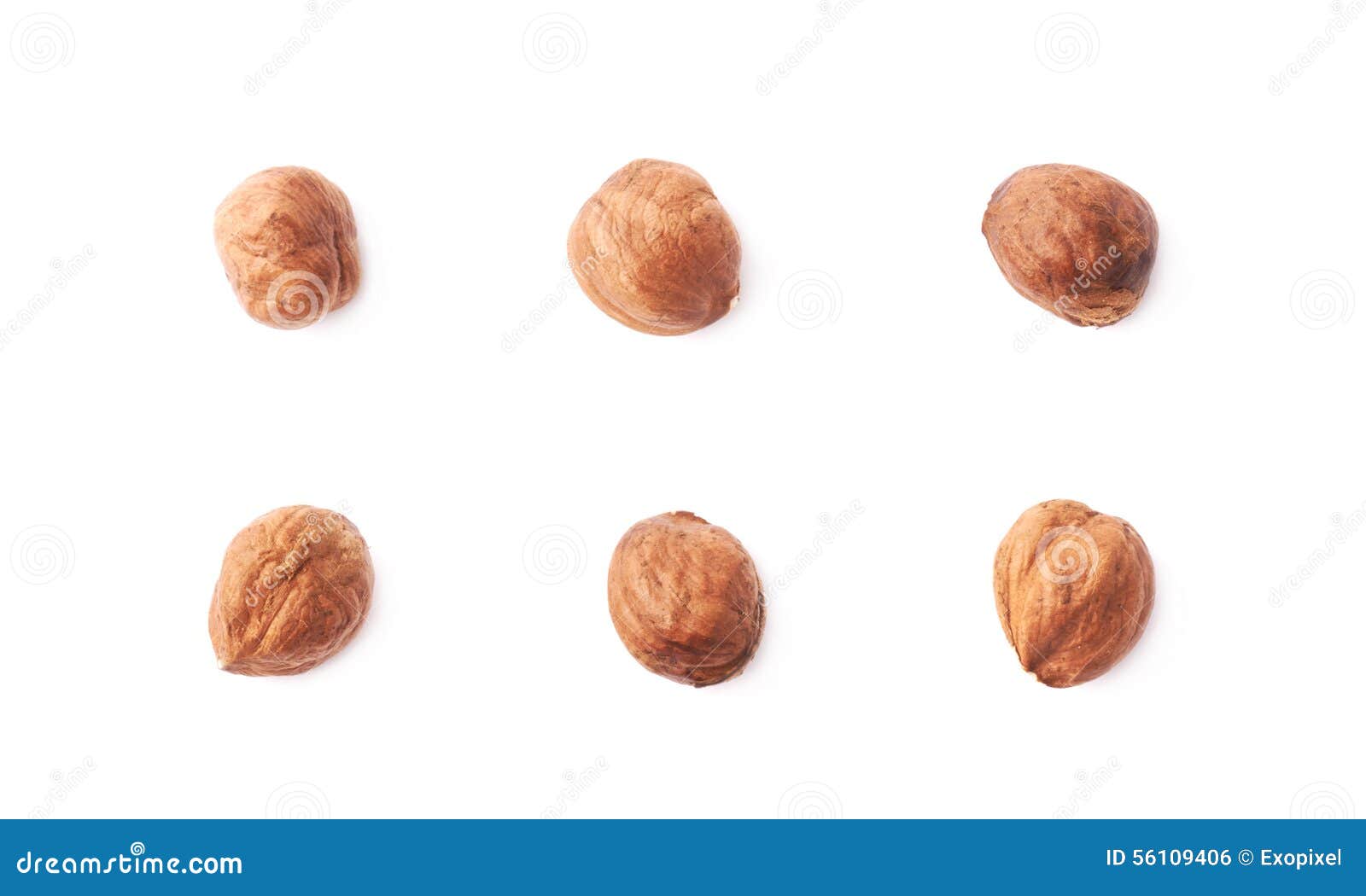 Single hazelnut isolated stock photo. Image of healthy - 56109406