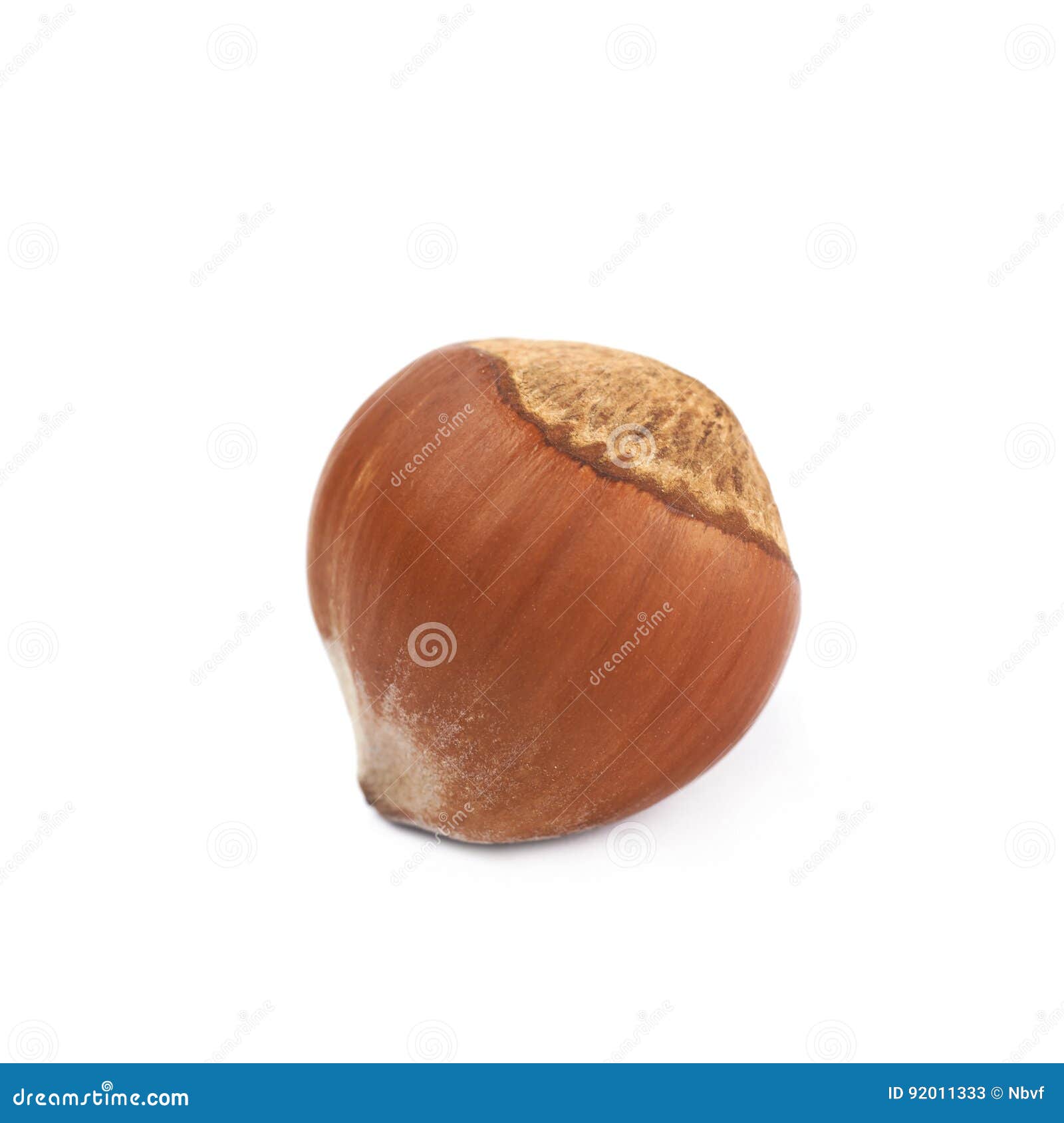 Single hazelnut isolated stock image. Image of protein - 92011333