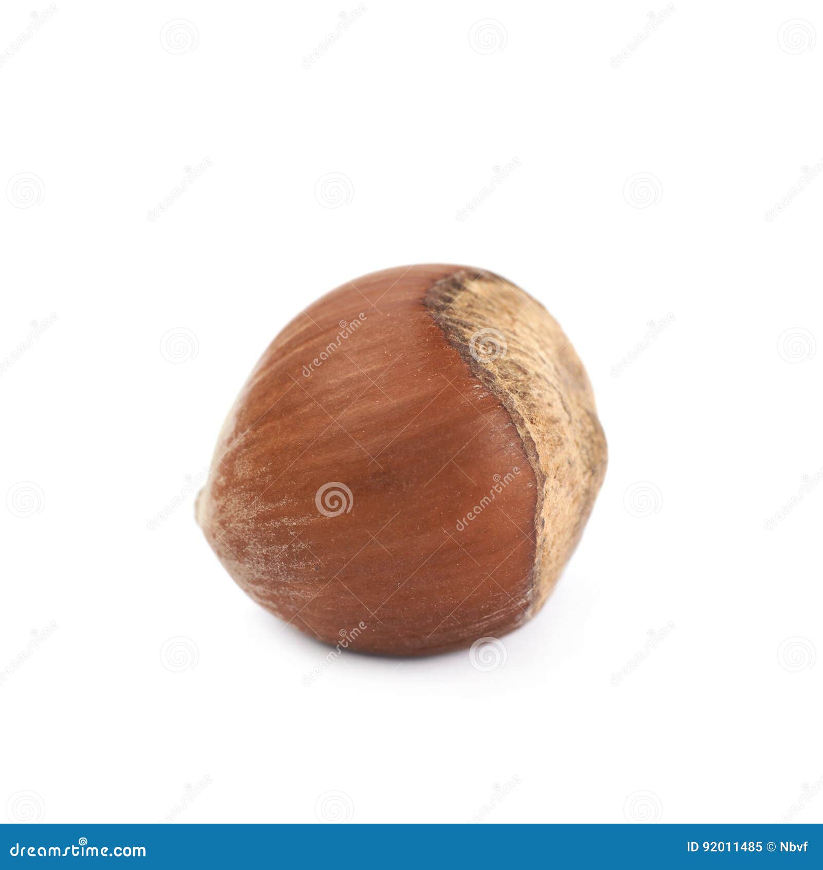 Single hazelnut isolated stock image. Image of eating - 92011485