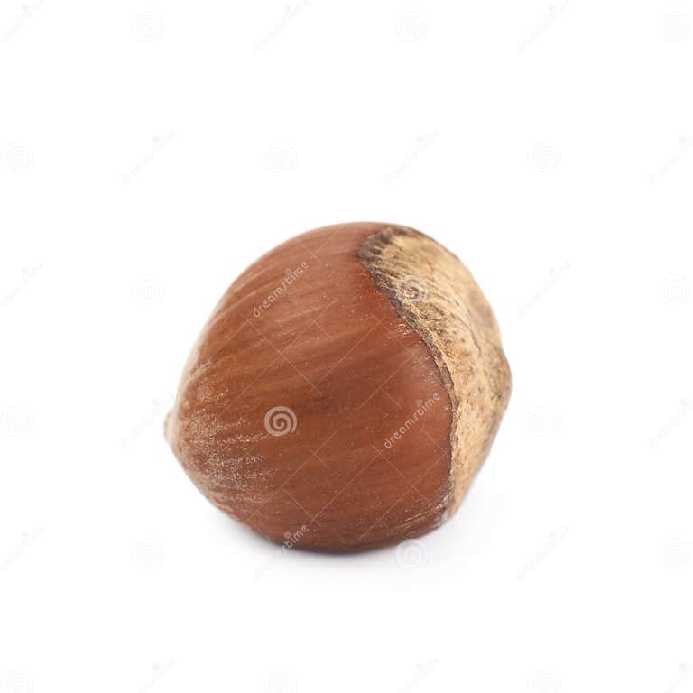 Single hazelnut isolated stock image. Image of eating - 92011485