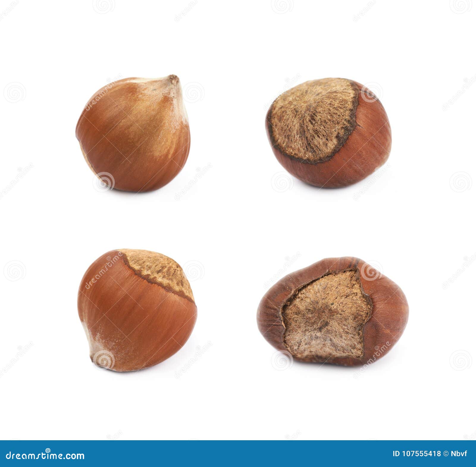 Single hazelnut isolated stock photo. Image of food - 107555418