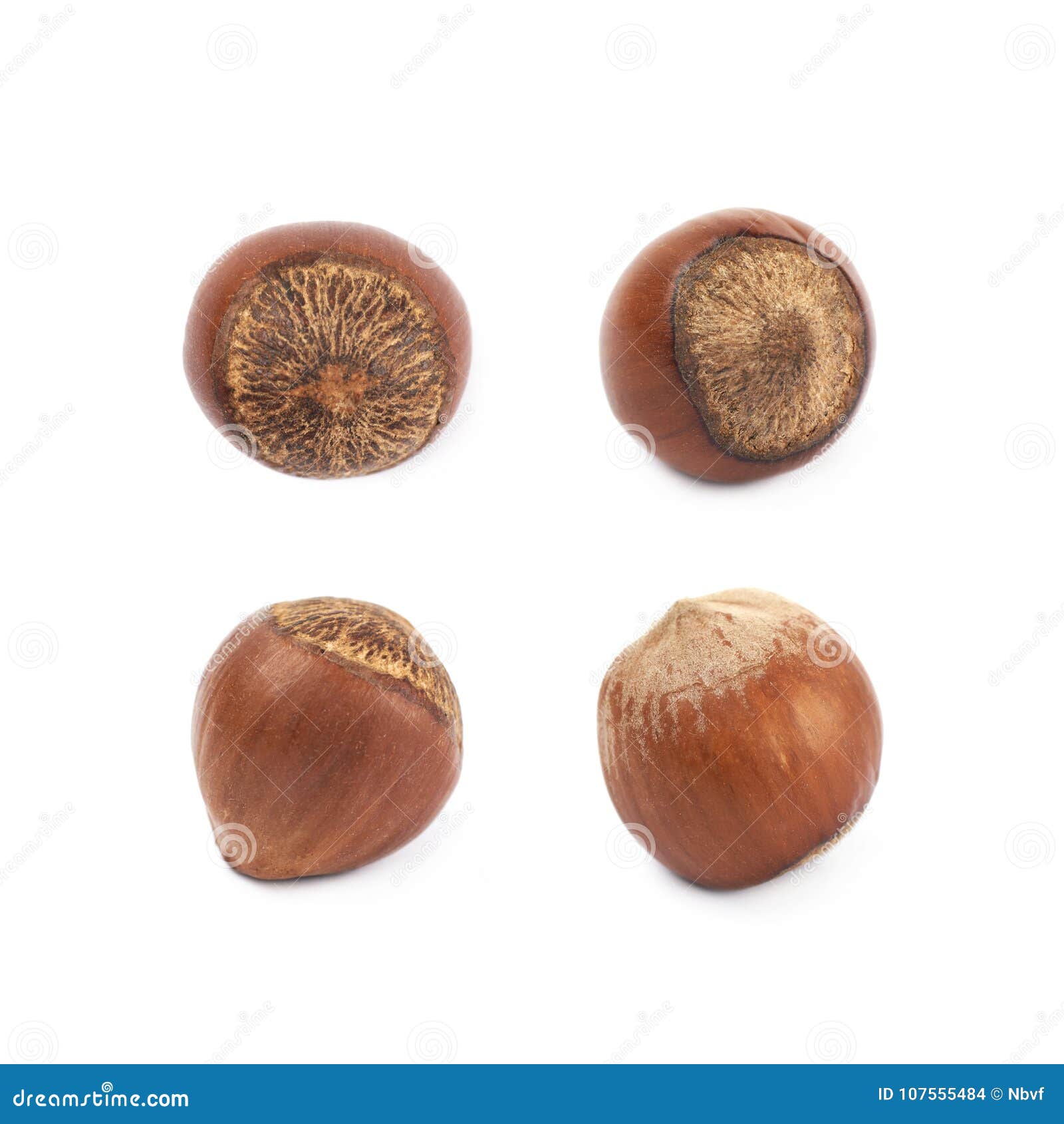 Single hazelnut isolated stock photo. Image of brown - 107555484