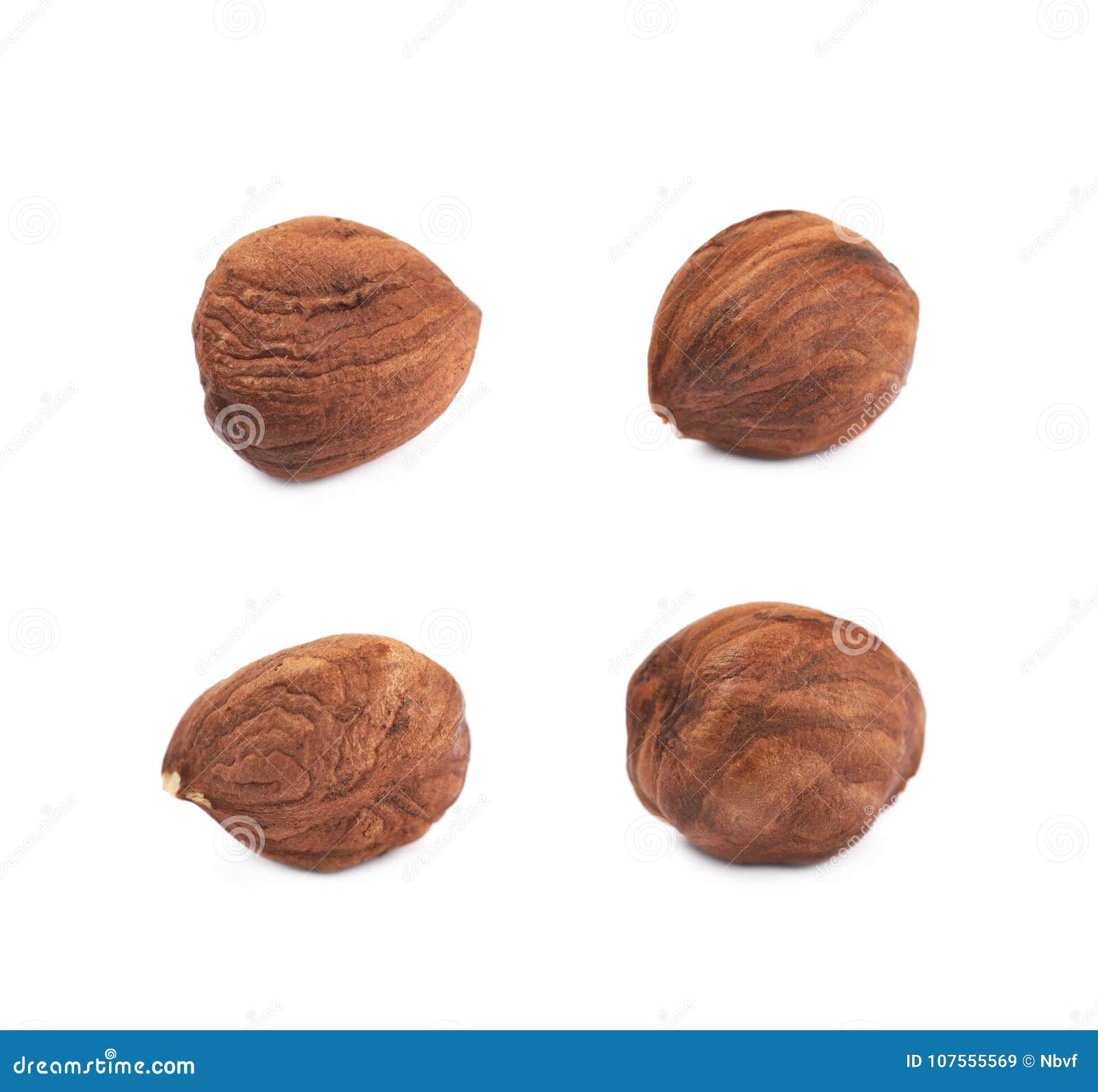 Single hazelnut isolated stock image. Image of seasonal - 107555569